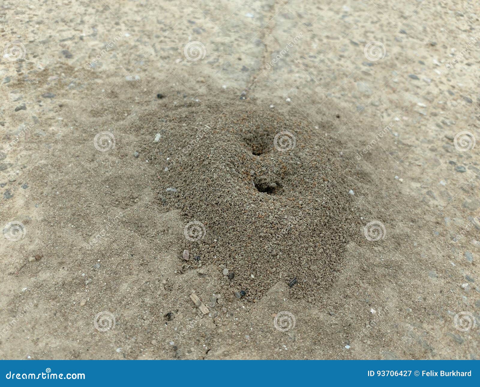 Ant Home stock image. Image of home, ants, construction - 93706427
