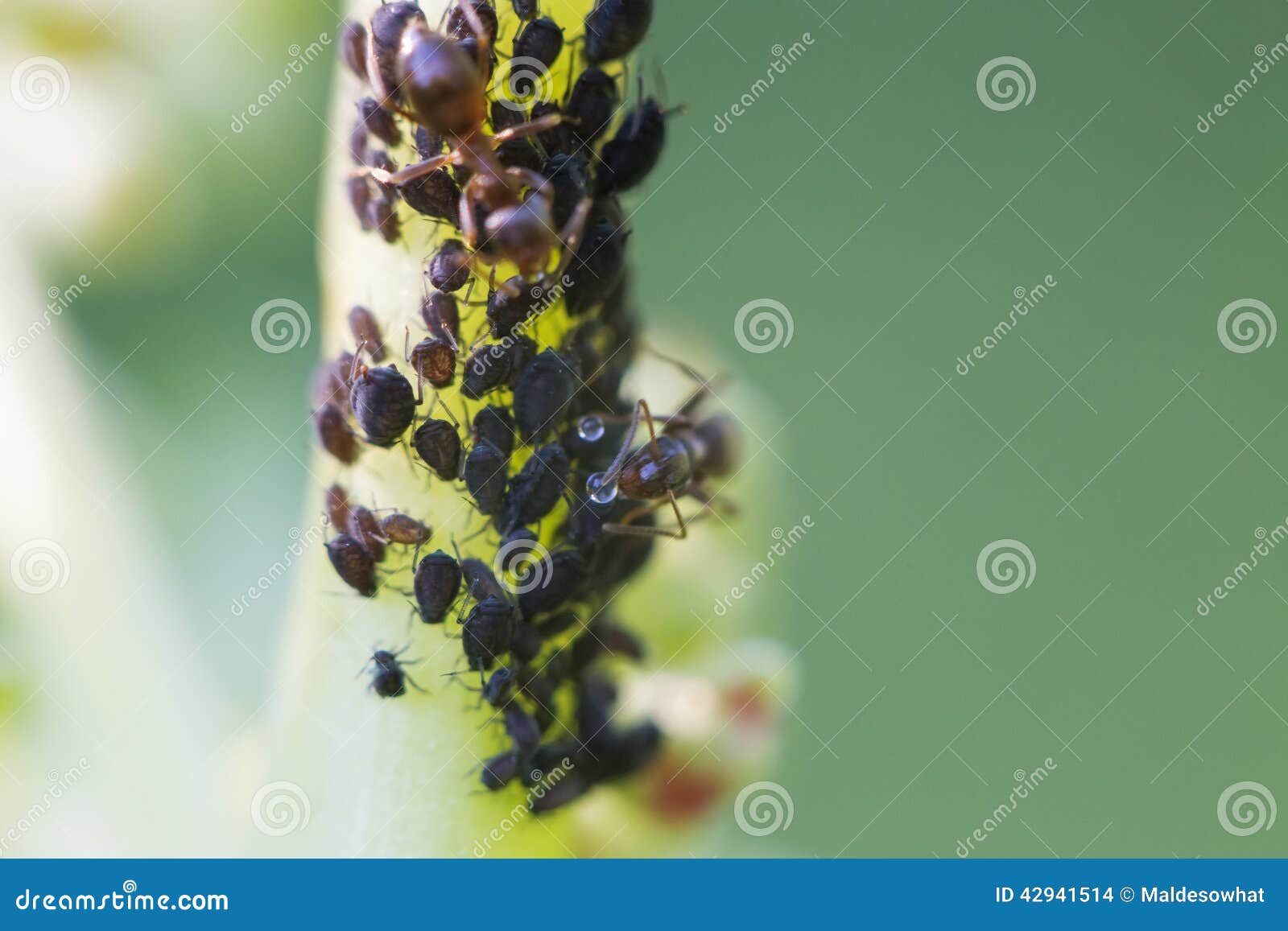 Ant and honeydew stock photo. Image of pests, plant, garden - 42941514