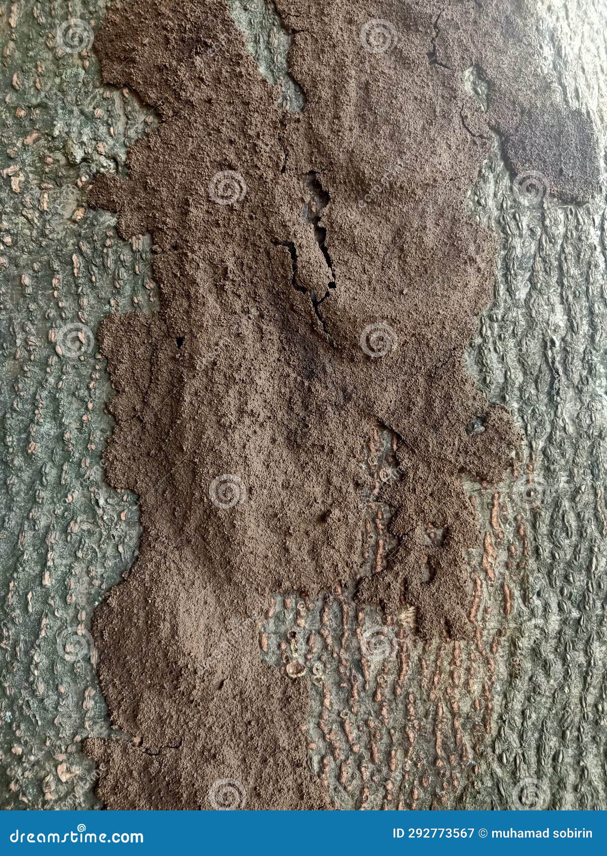 Ant House Attached To a Tree Stock Image - Image of attached, house ...