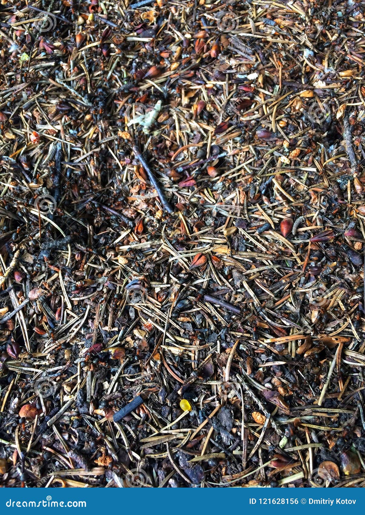 Ant house background stock photo. Image of house, abstract - 121628156