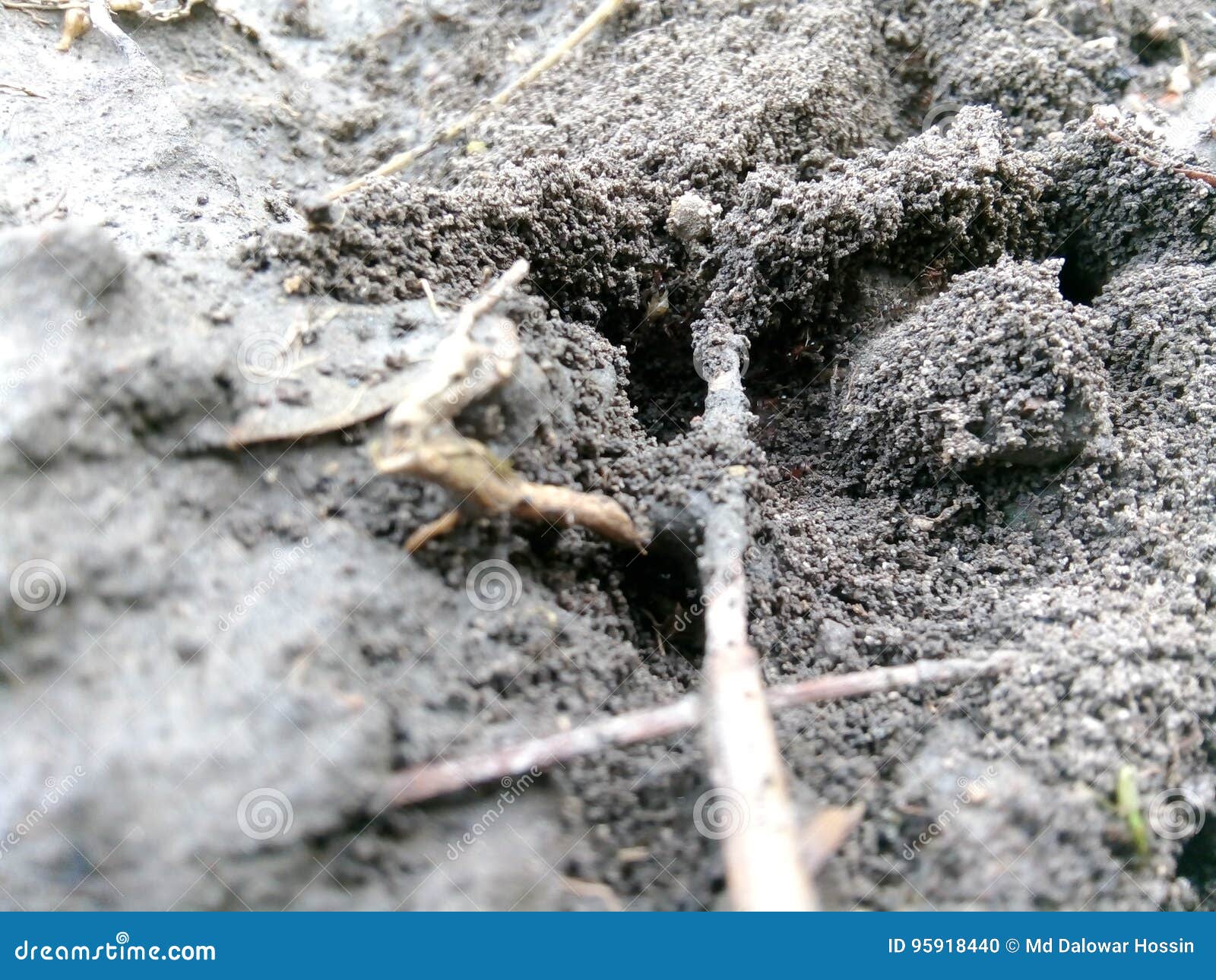 Ant House stock photo. Image of looking, houseits, house - 95918440