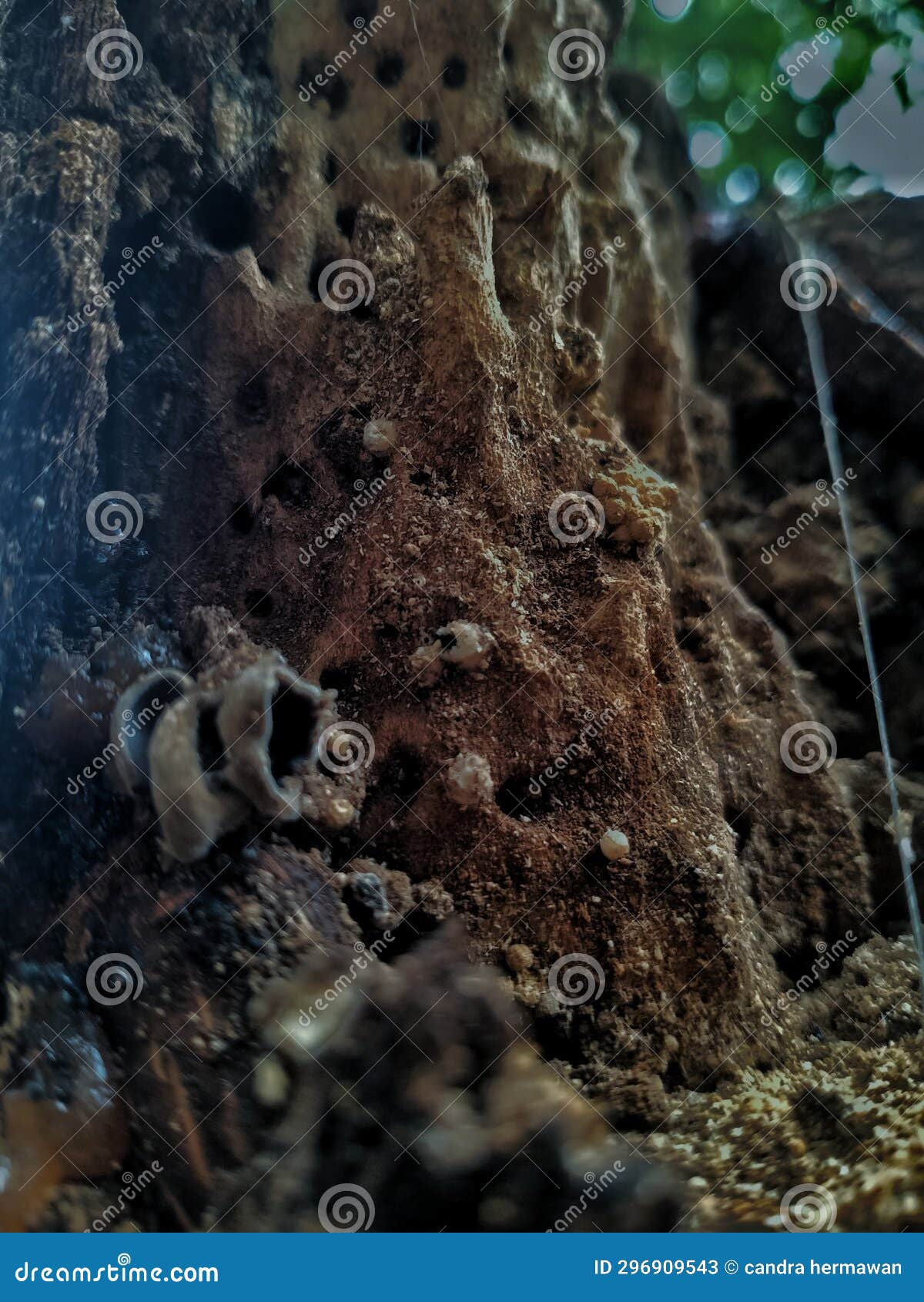 Ant House on a Mango Tree Trunk Stock Image - Image of mango, tree ...