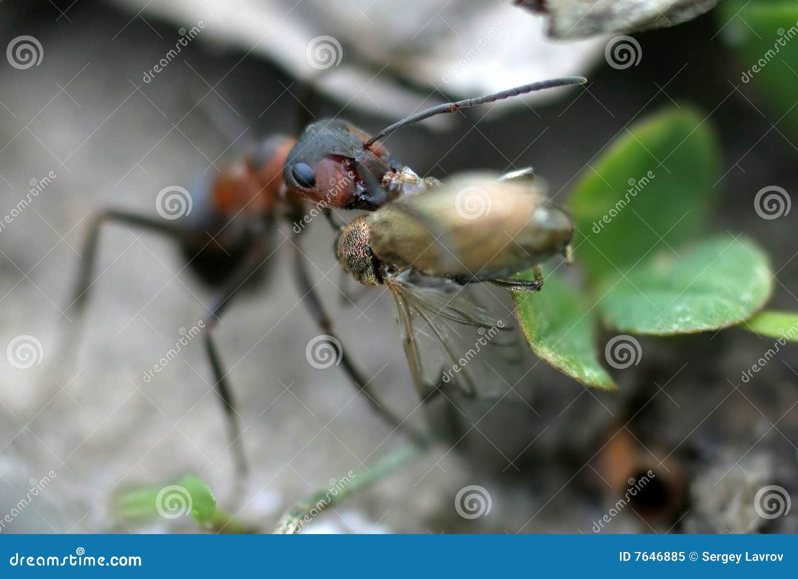 Ant hunter stock image. Image of solitary, plant, macro - 7646885