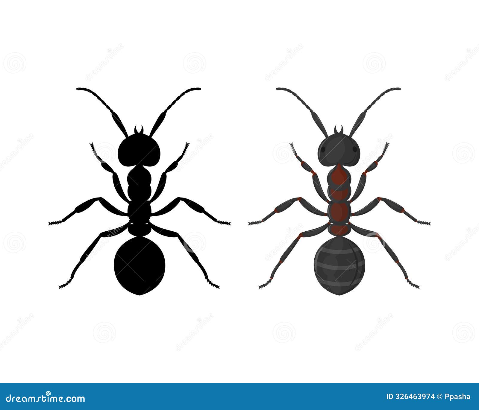 Ant. Image of an Ant, Top View. Insect. Black and White and Colored Ant ...