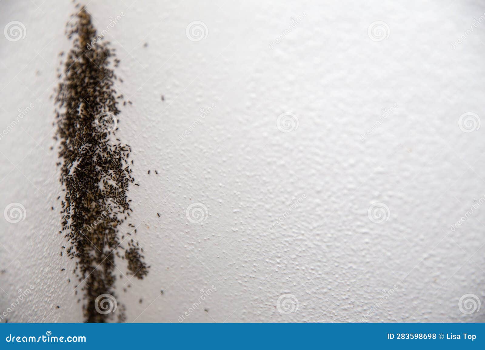 Ant infestation on a wall stock photo. Image of control - 283598698