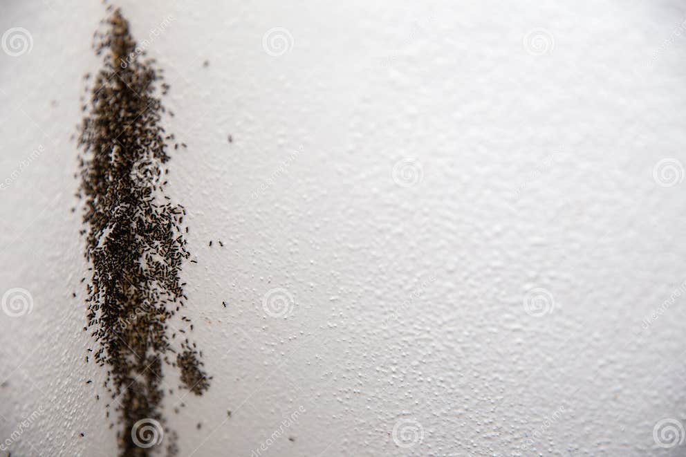 Ant infestation on a wall stock photo. Image of control - 283598698