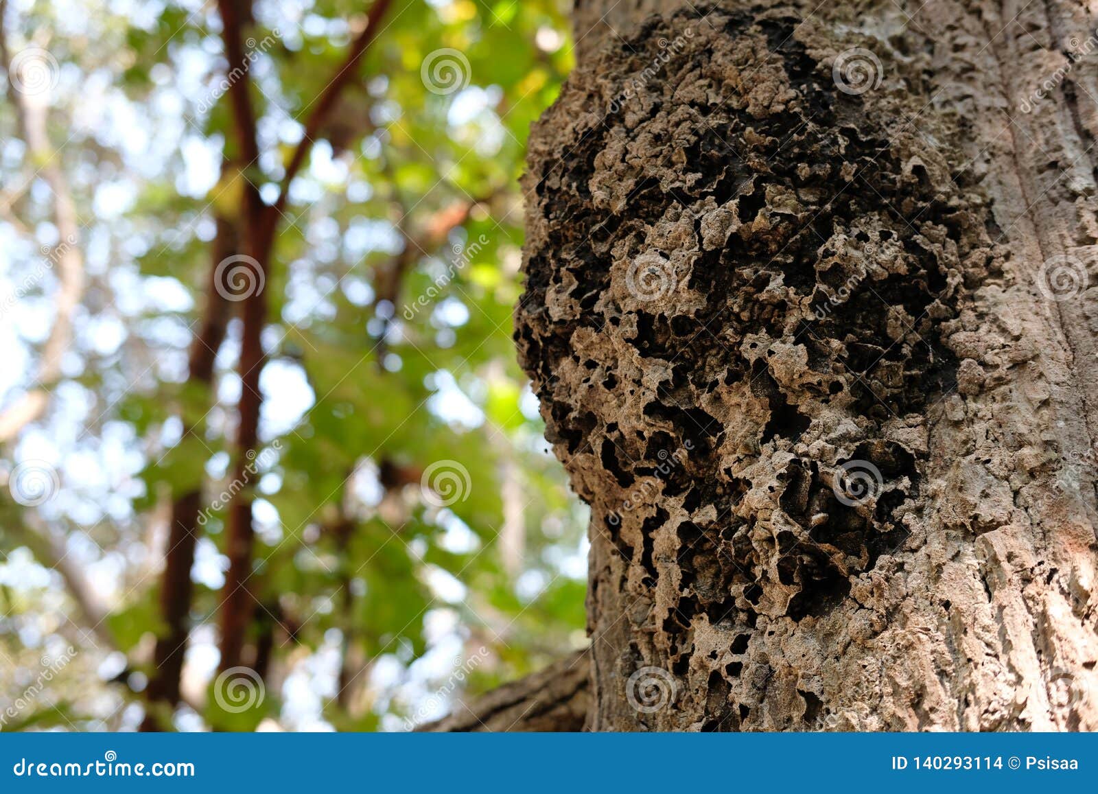 Ant Insect Nest on Tree in Forest Stock Photo - Image of work, animal ...