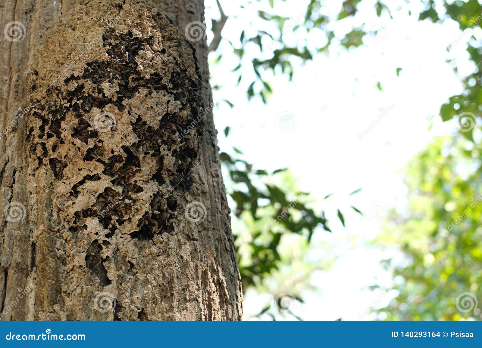 Ant Insect Nest on Tree in Forest Stock Photo - Image of wild, insect ...