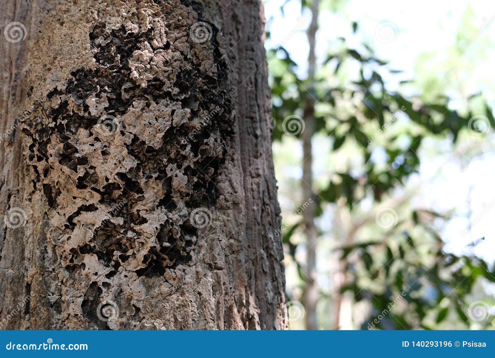 Ant Insect Nest on Tree in Forest Stock Photo - Image of home, house ...