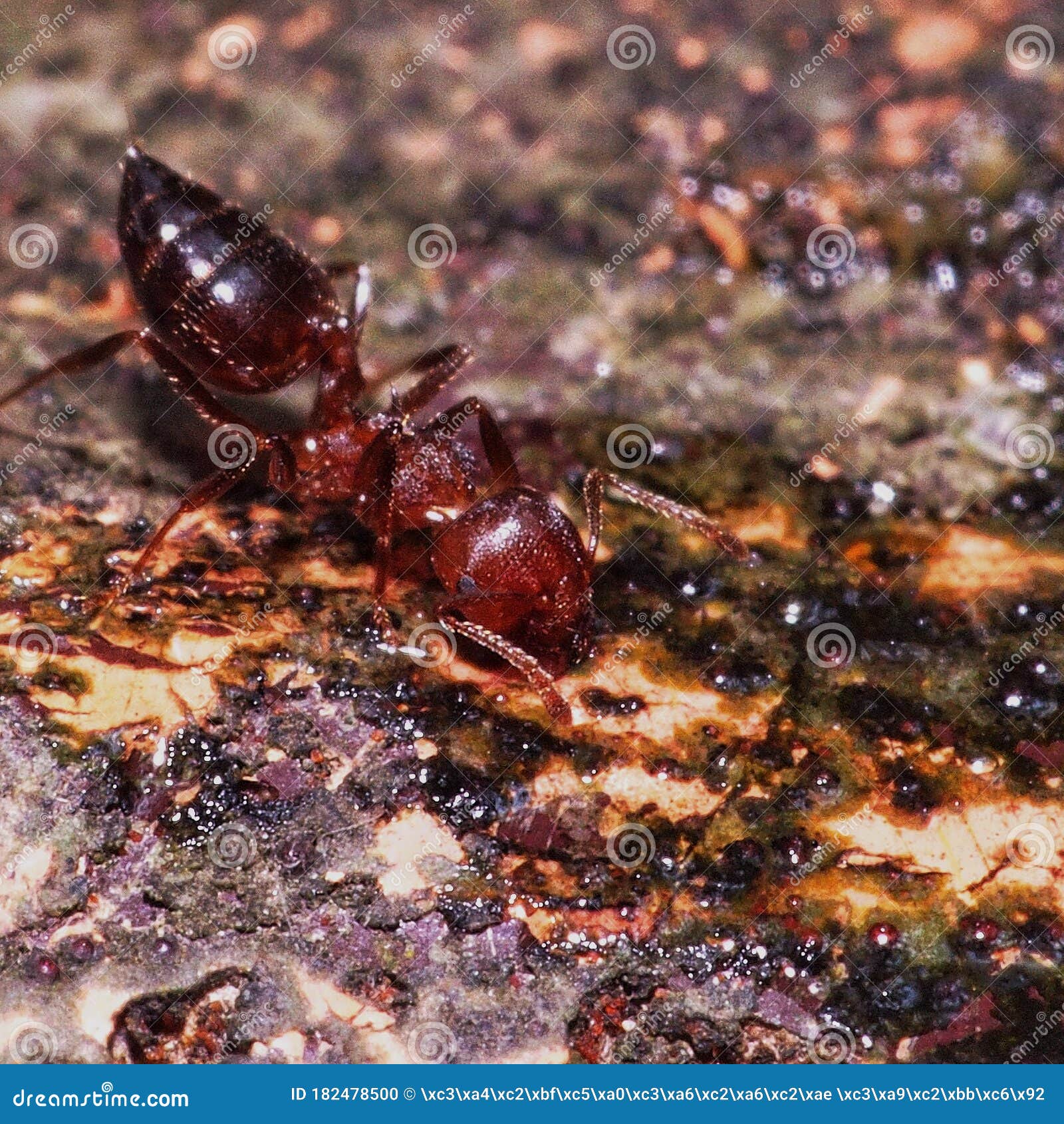 Ant stock photo. Image of animal, pest, beautiful, arthropod - 182478500