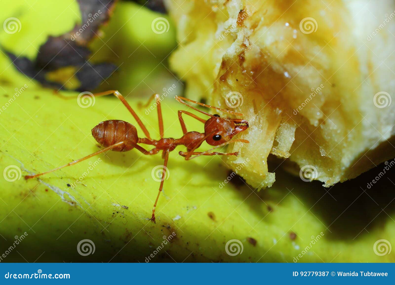Ant,insects. stock image. Image of forest, bridge, close - 92779387