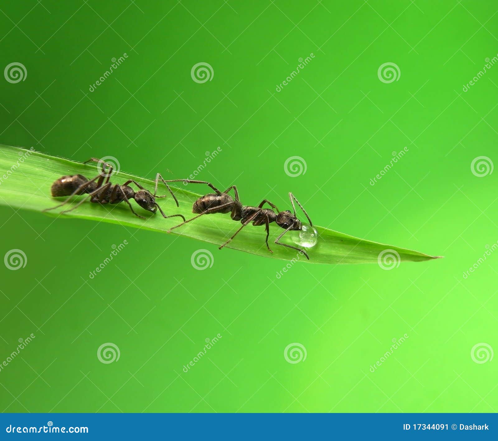 Ant isolated on grass stock image. Image of flower, background - 17344091