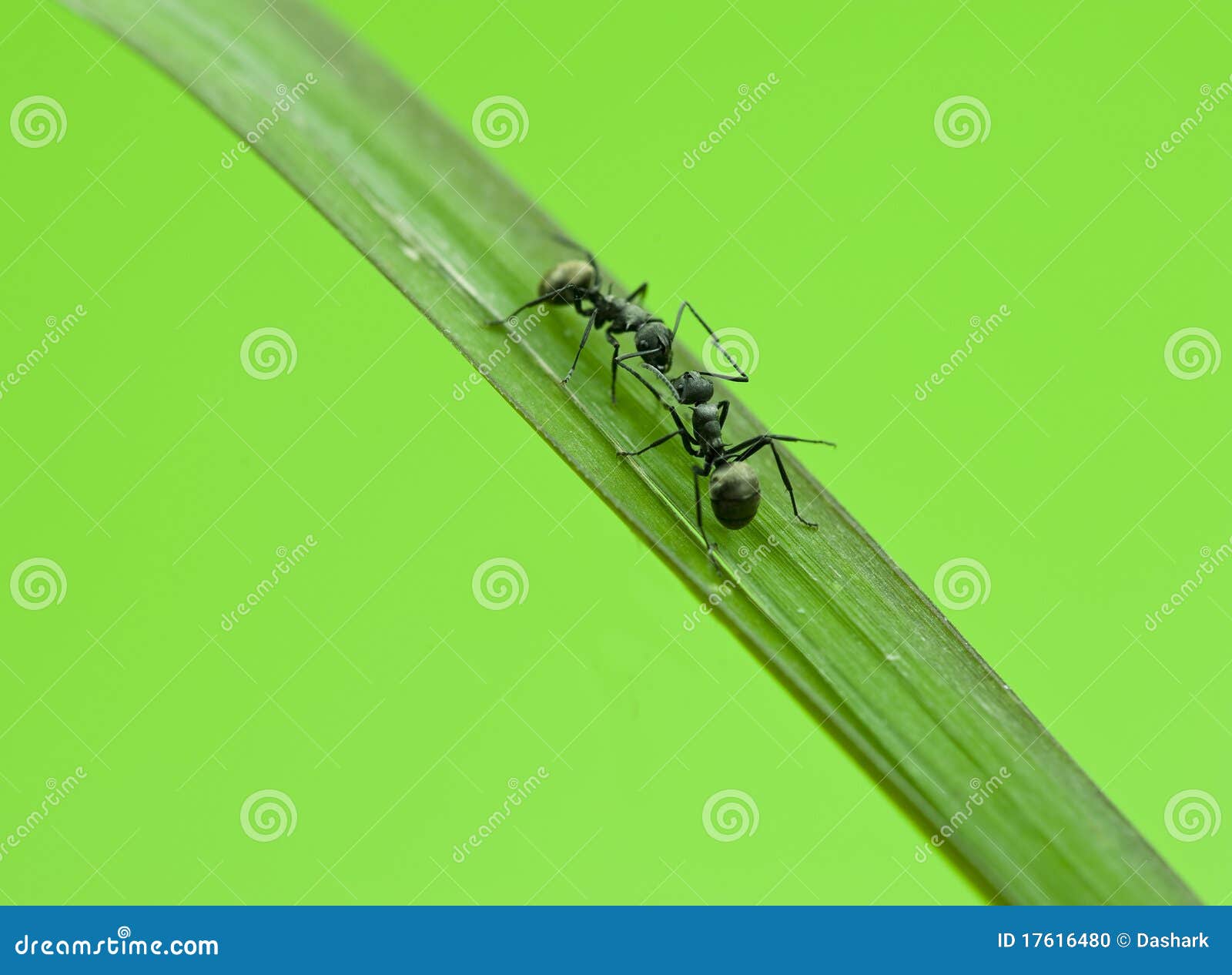 Ant isolated on grass stock photo. Image of following - 17616480