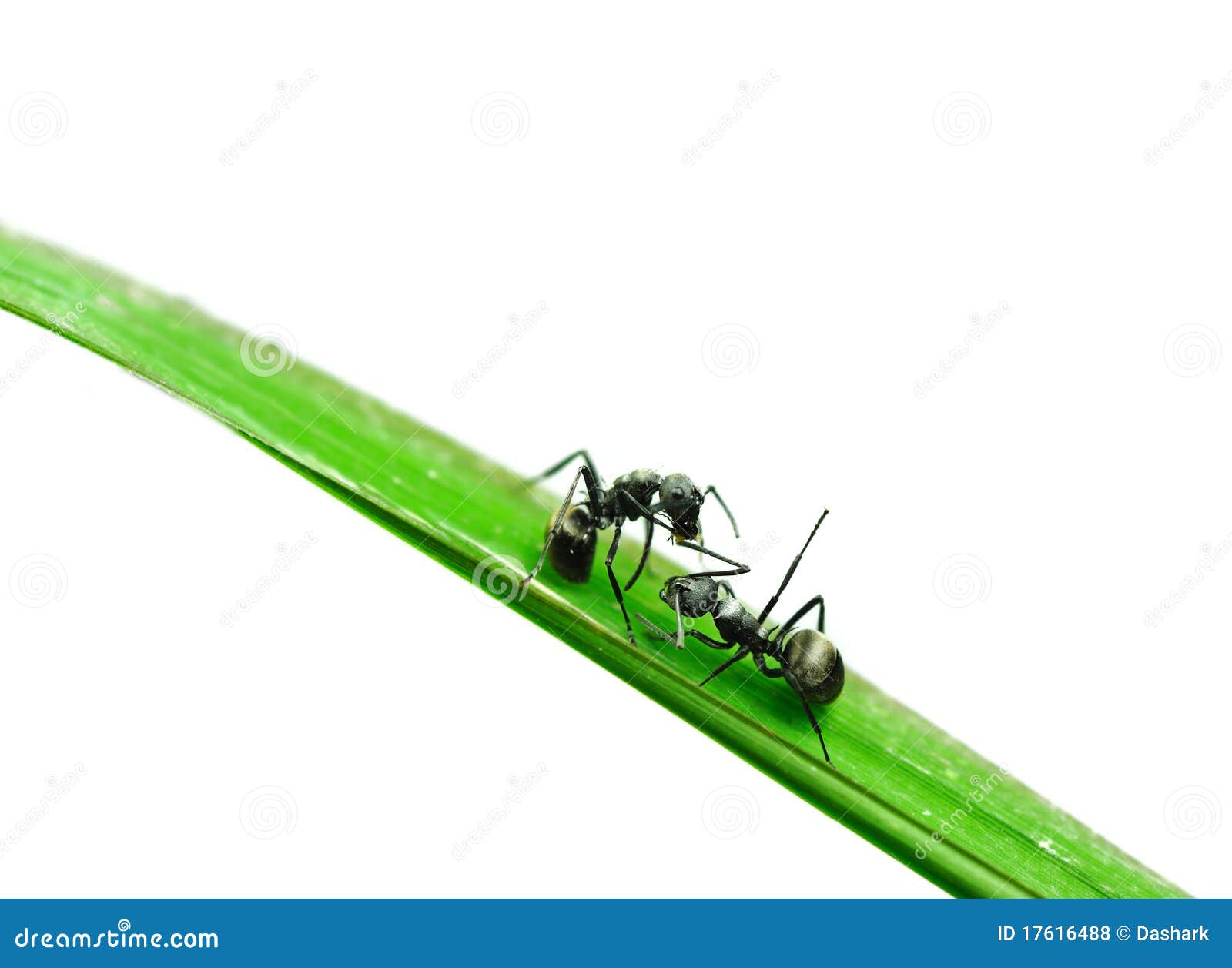 Ant isolated on grass stock photo. Image of uniform, beautifully - 17616488