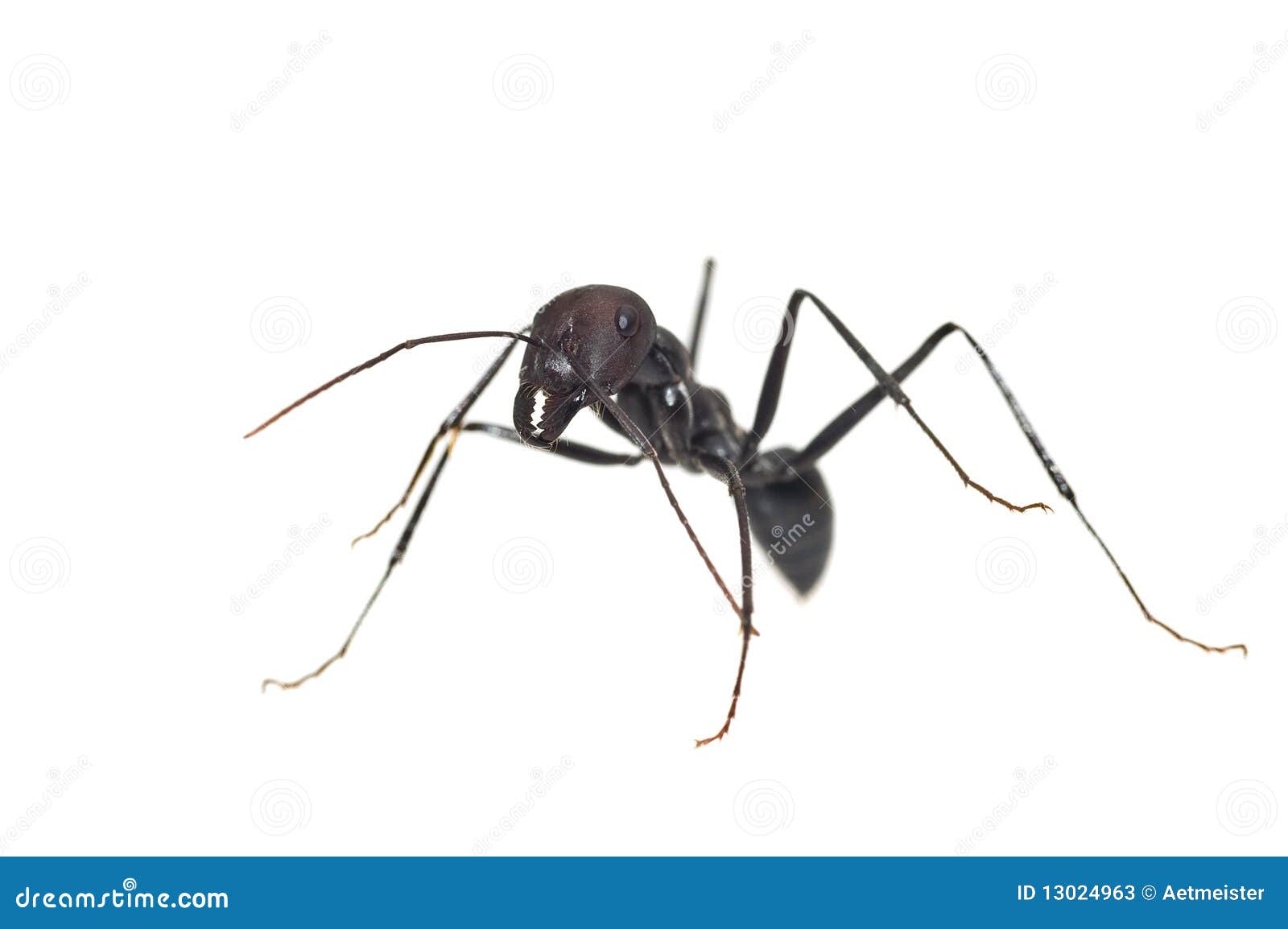 Ant isolated on white stock image. Image of isolated - 13024963