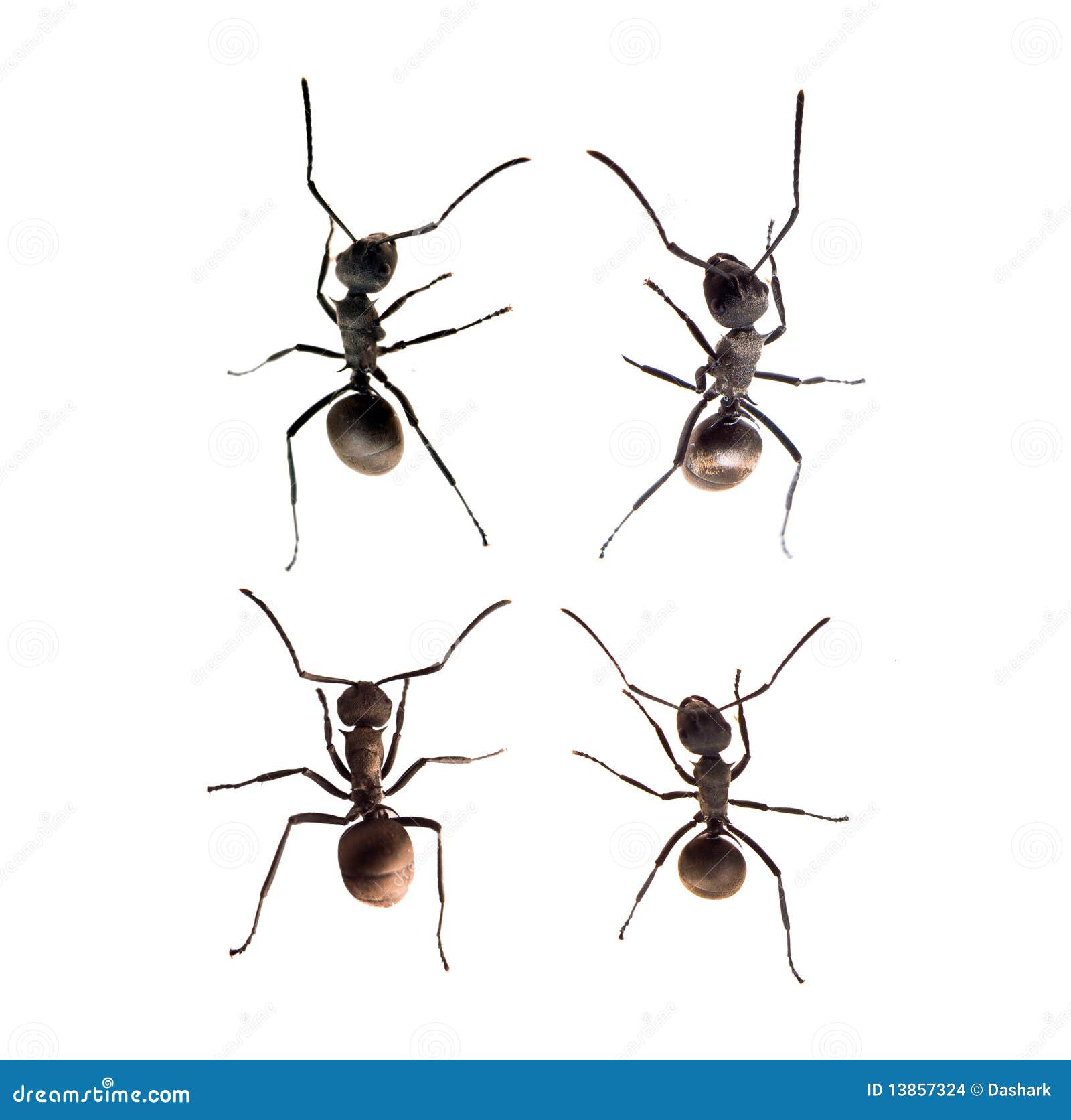 446 Ant Row Stock Photos - Free & Royalty-Free Stock Photos from Dreamstime