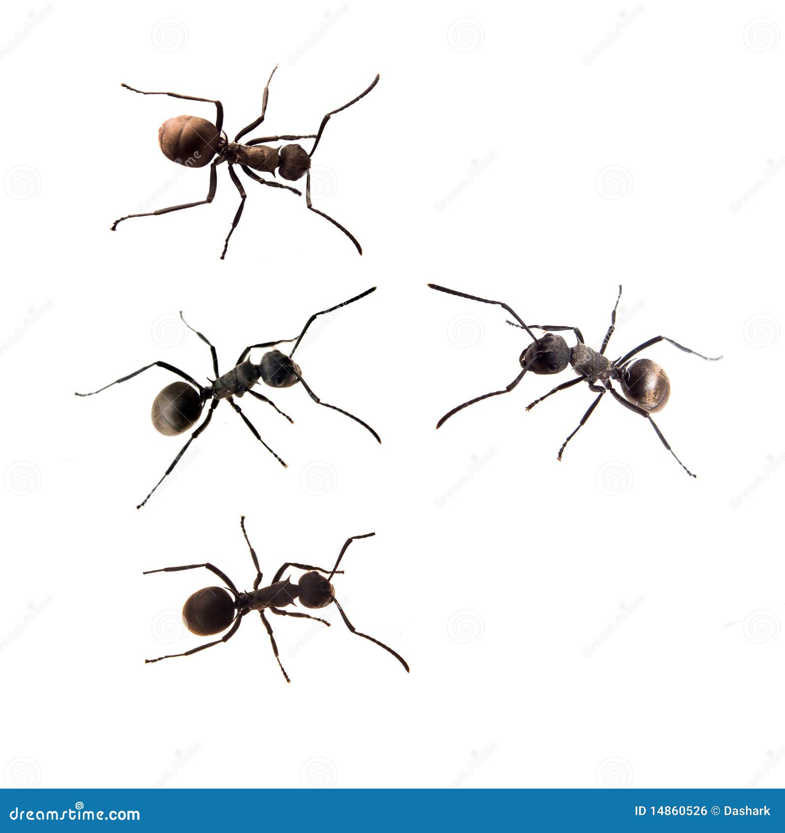 Ant isolated on white stock photo. Image of plant, pattern - 14860526
