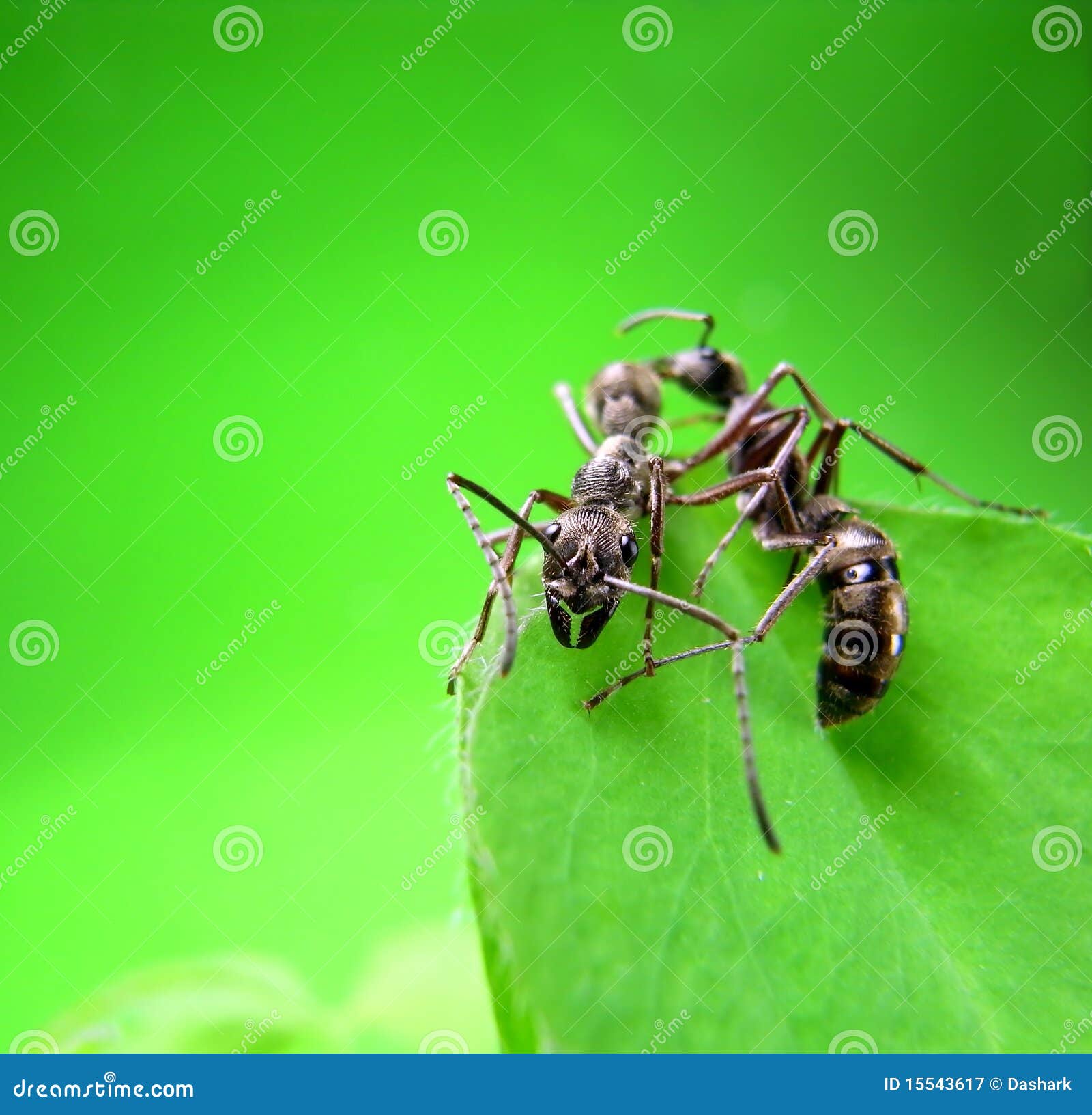 Ant isolated on white stock image. Image of beautifully - 15543617
