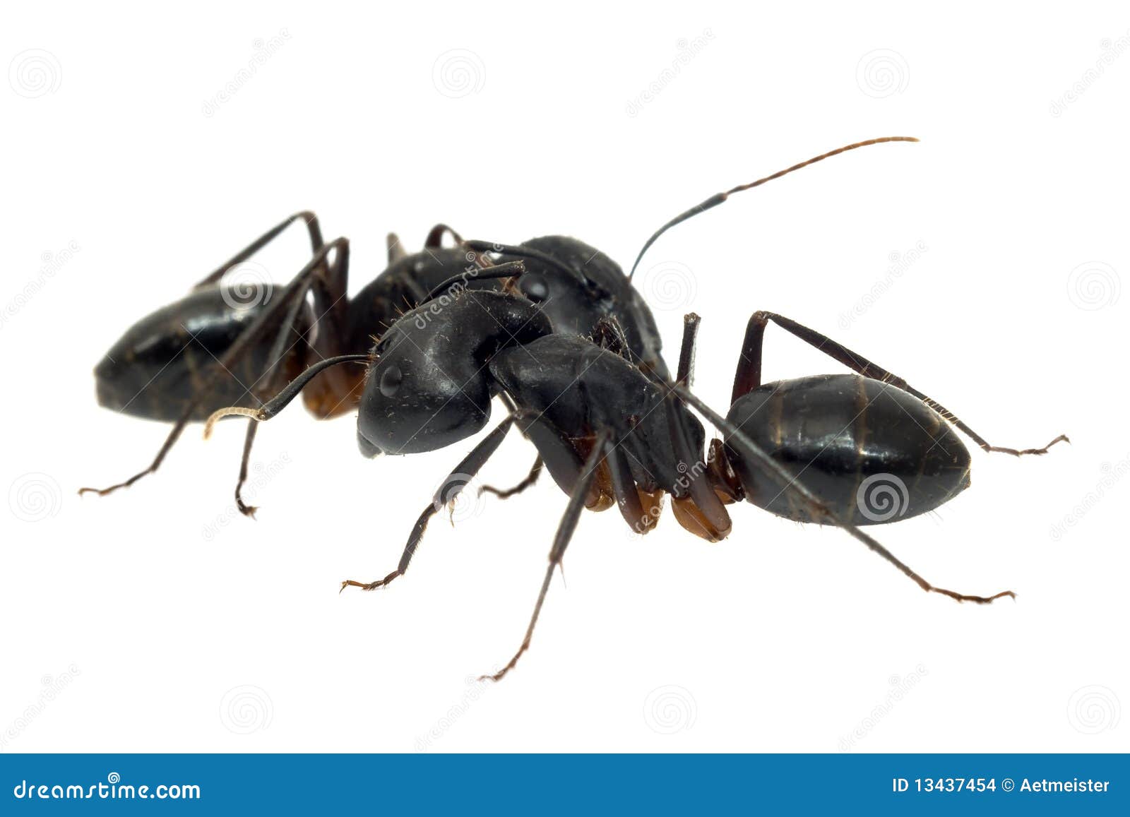 Ant Isolated On White Background Stock Images - Image: 13437454