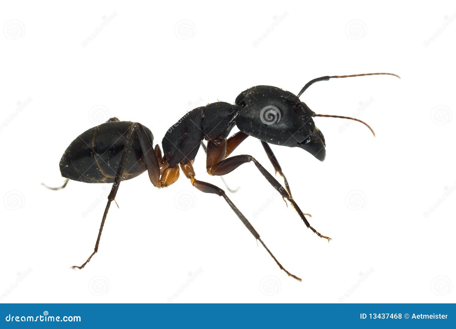 Ant Isolated On White Background Royalty Free Stock Photos - Image ...