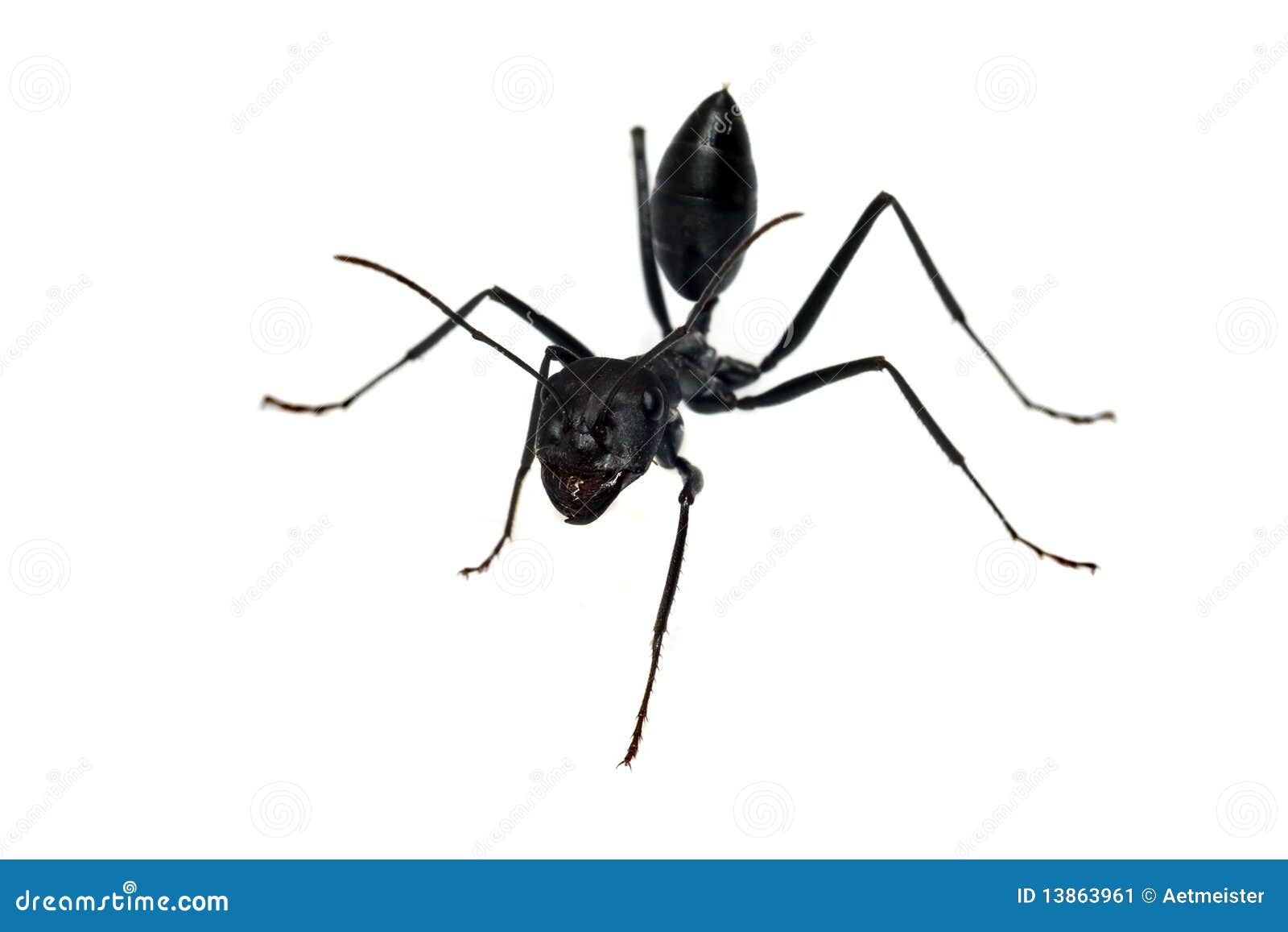Ant Isolated on White Background Stock Image - Image of animal, antenna ...