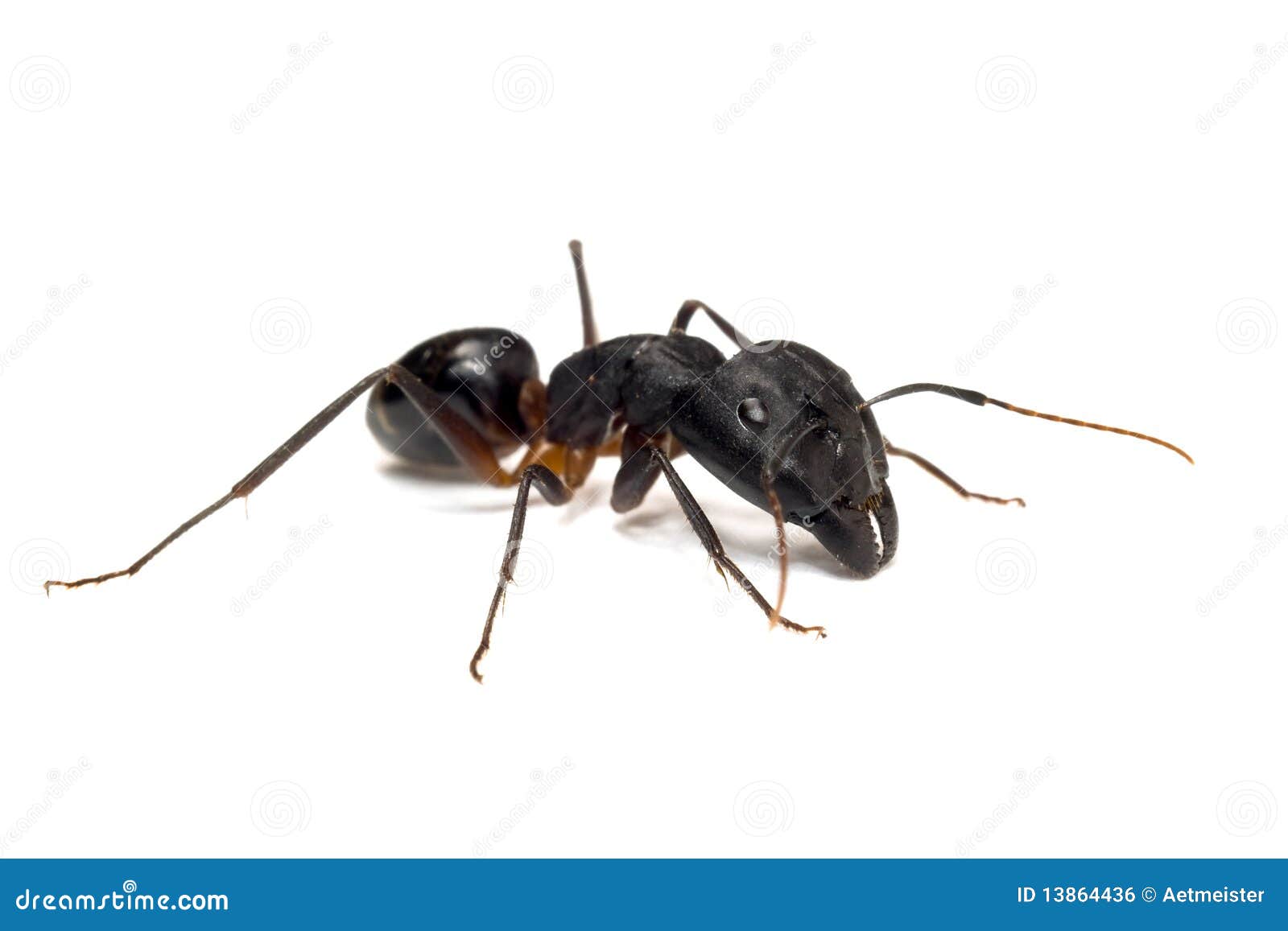 Ant Isolated On White Background Royalty Free Stock Image - Image: 13864436