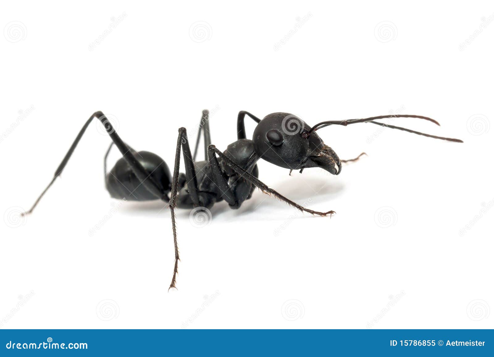 Ant Isolated On White Background Royalty Free Stock Photo - Image: 15786855