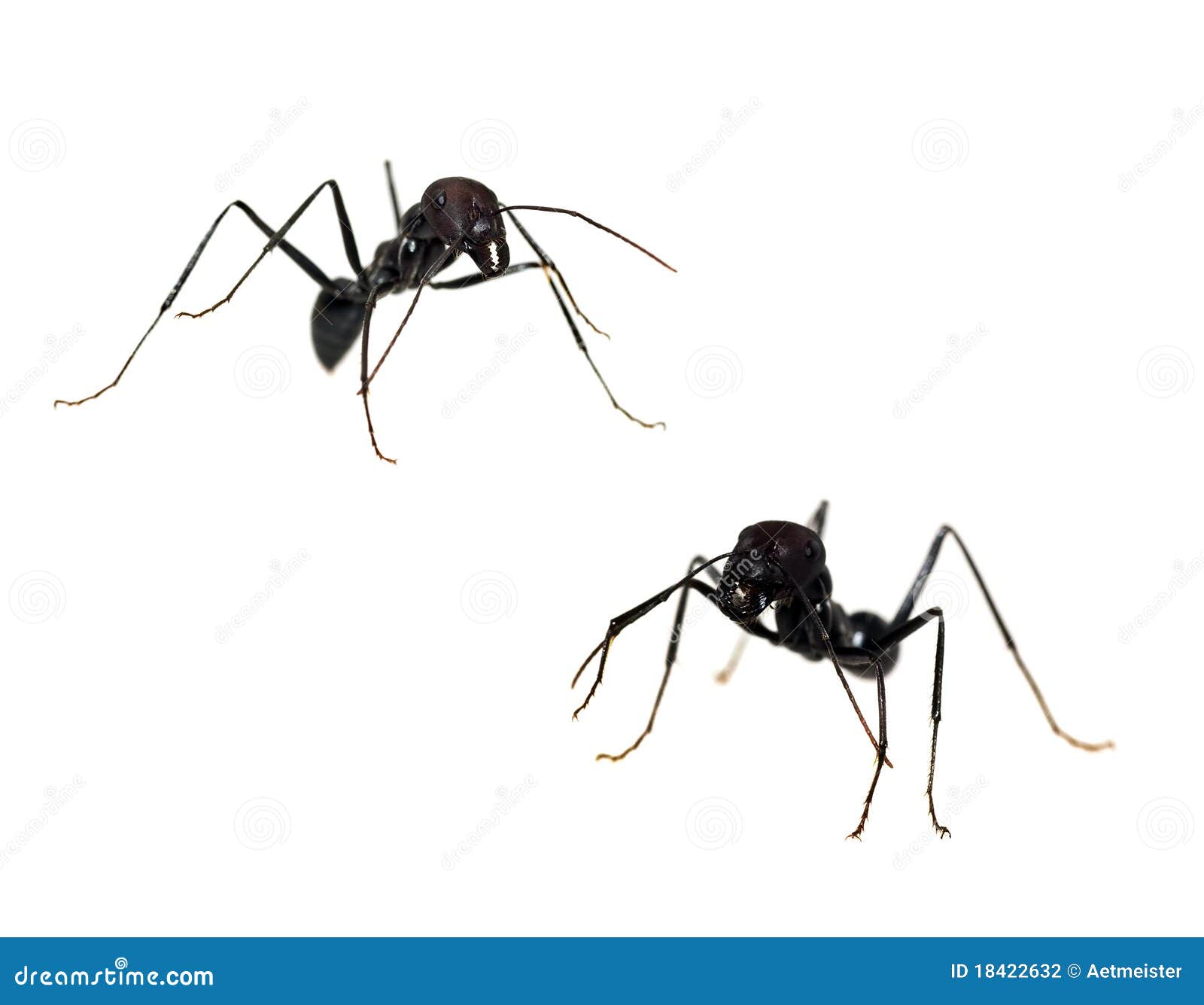 Ant Isolated on White Background Stock Photo - Image of macro ...