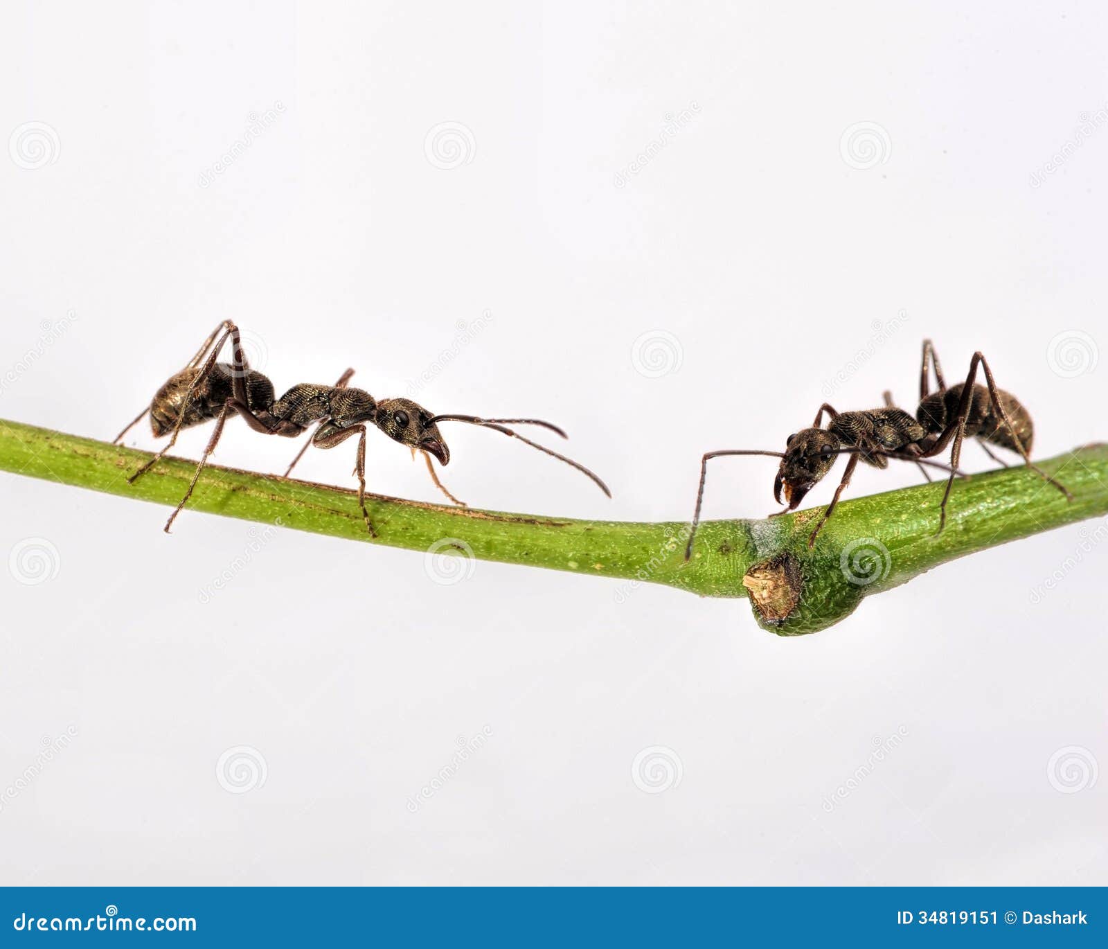 Ant isolated on white stock image. Image of insect, background - 34819151