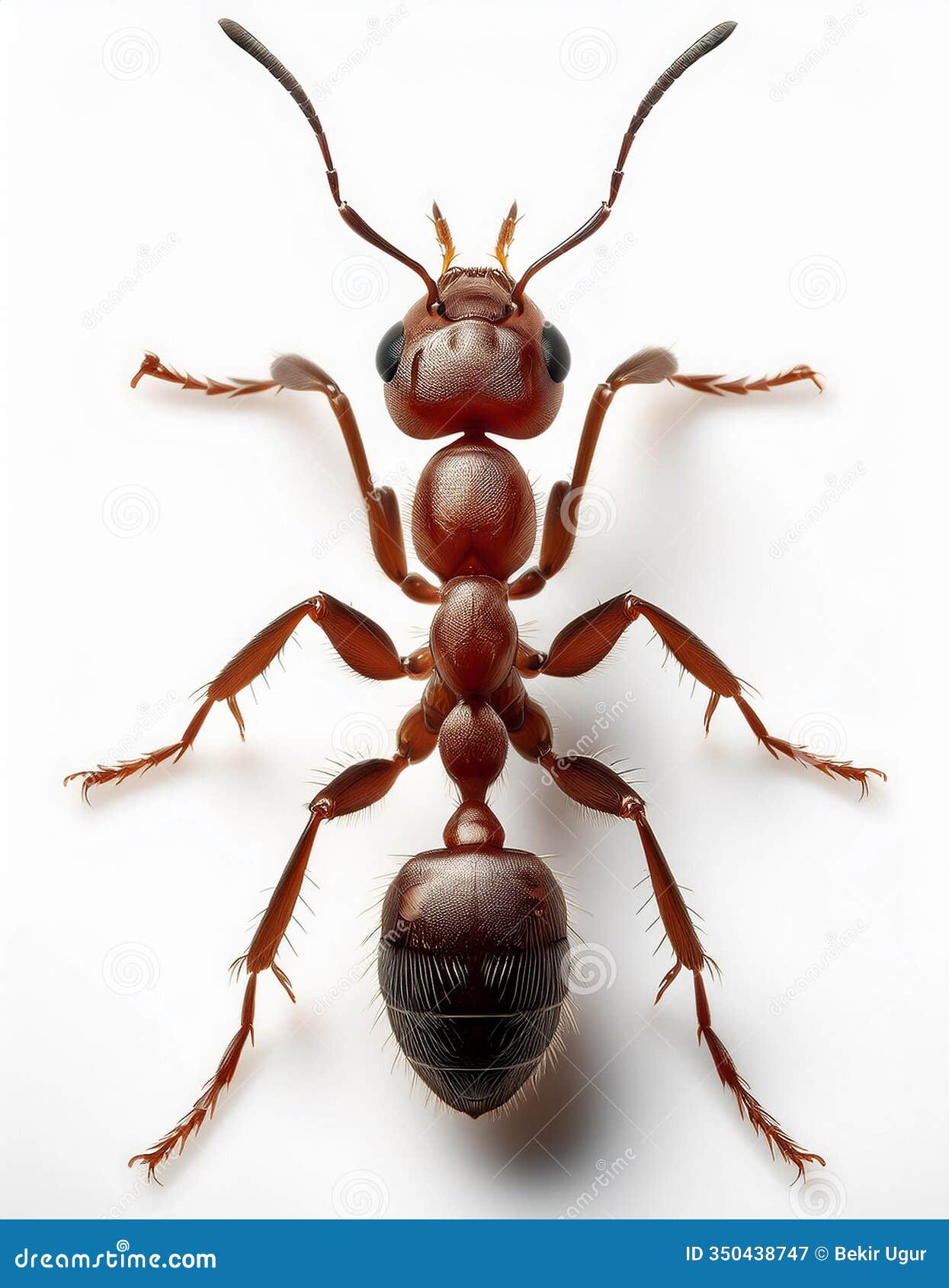 Ant, Isolated on a White Background Stock Illustration - Illustration ...