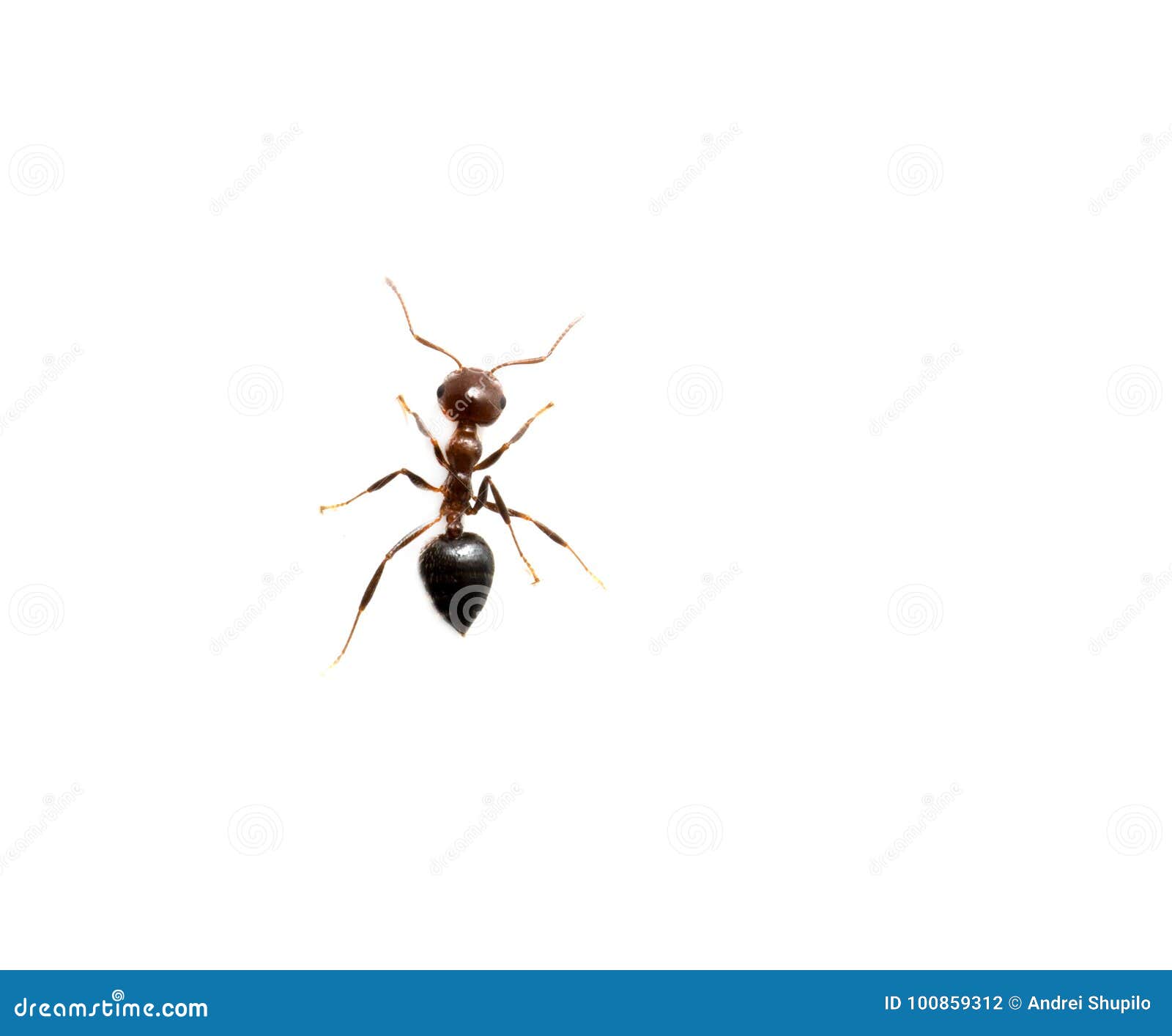 Ant Isolated on White Background Stock Photo - Image of insect, horse ...