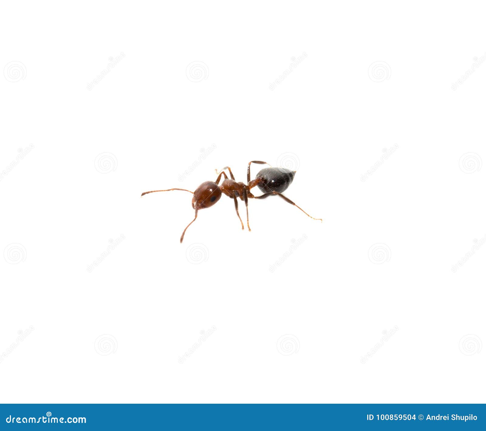 Ant Isolated on White Background Stock Photo - Image of formica ...