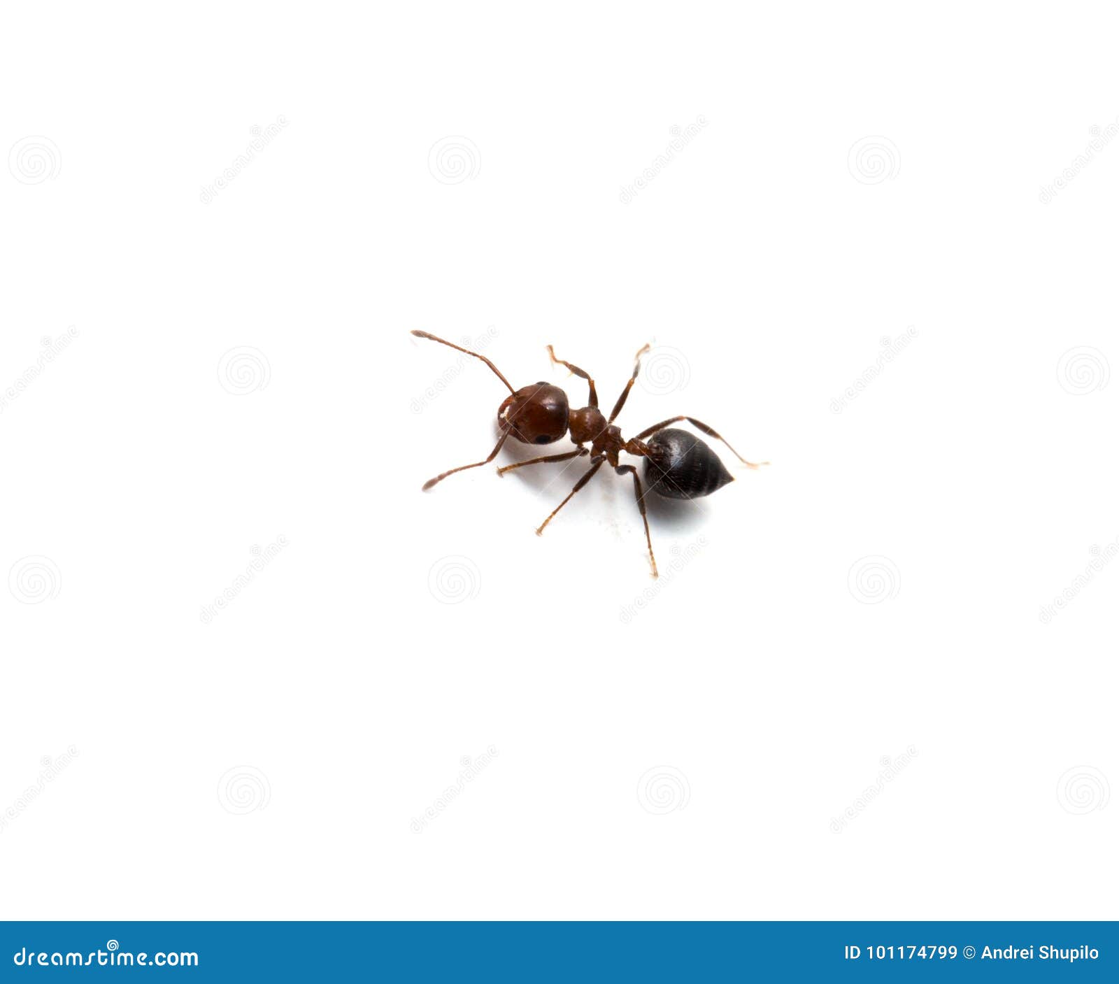 Ant Isolated on White Background Stock Image - Image of insect, color ...