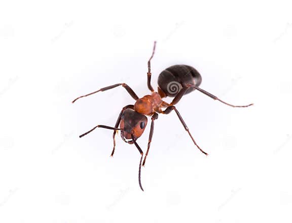 Ant Isolated on White Background. Stock Photo - Image of fauna, formica ...