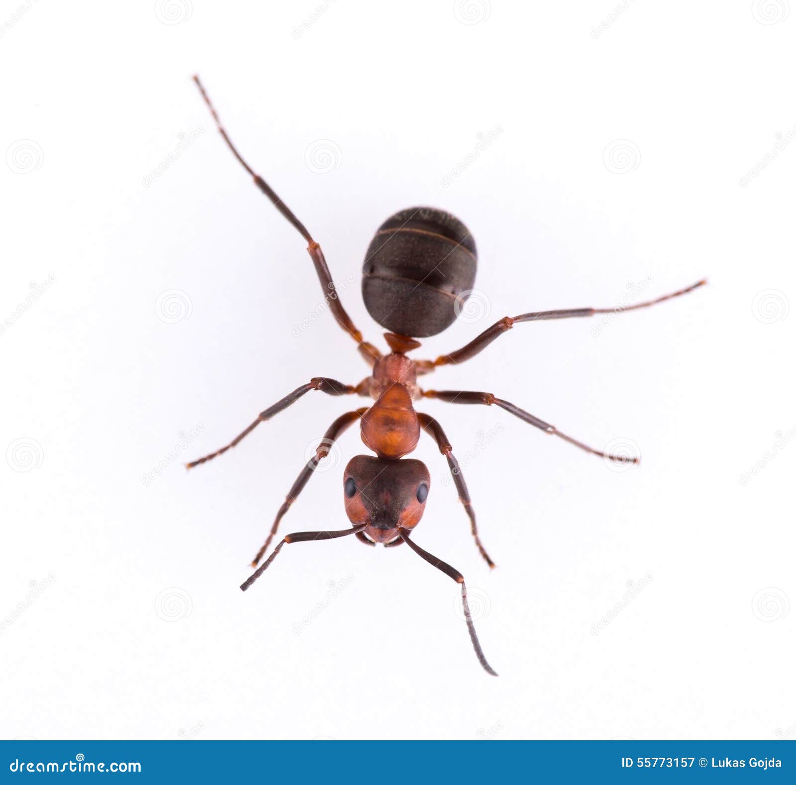 Ant Isolated on White Background. Stock Image - Image of fauna, worker ...