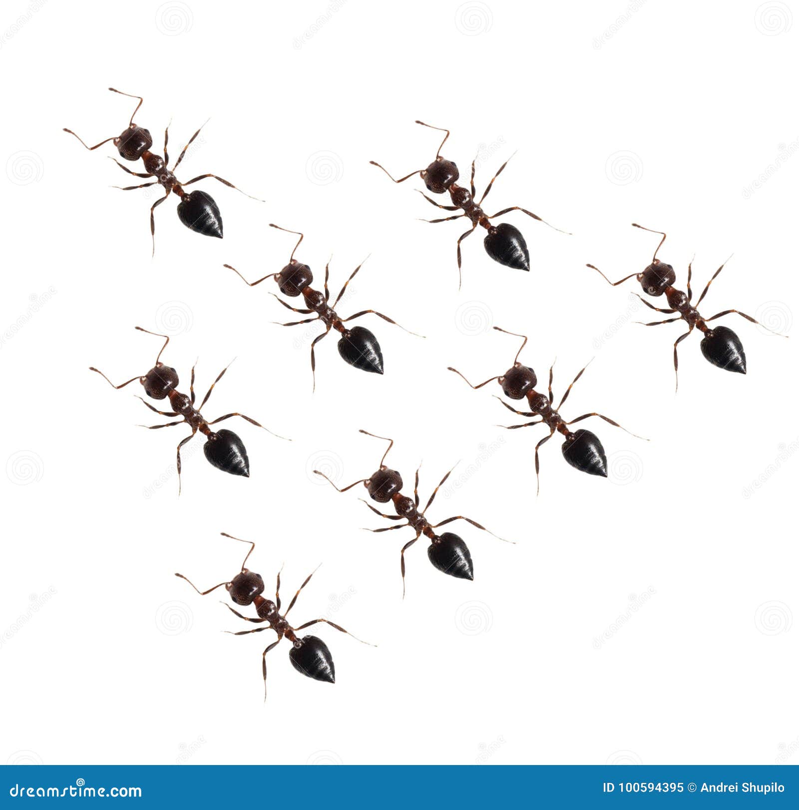 Ant Isolated on White Background Stock Image - Image of background ...