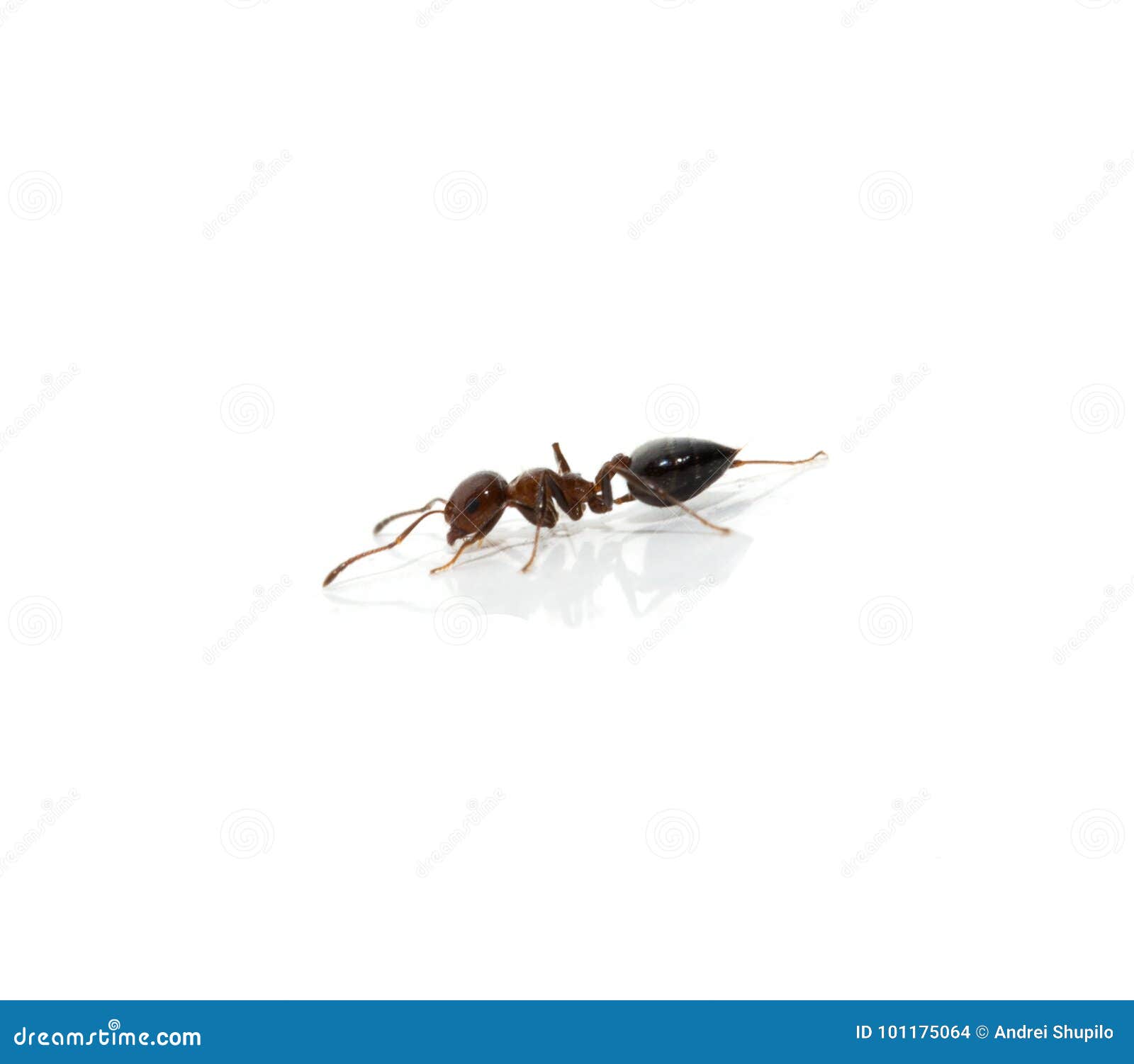 Ant Isolated on White Background Stock Photo - Image of wildlife, fauna ...