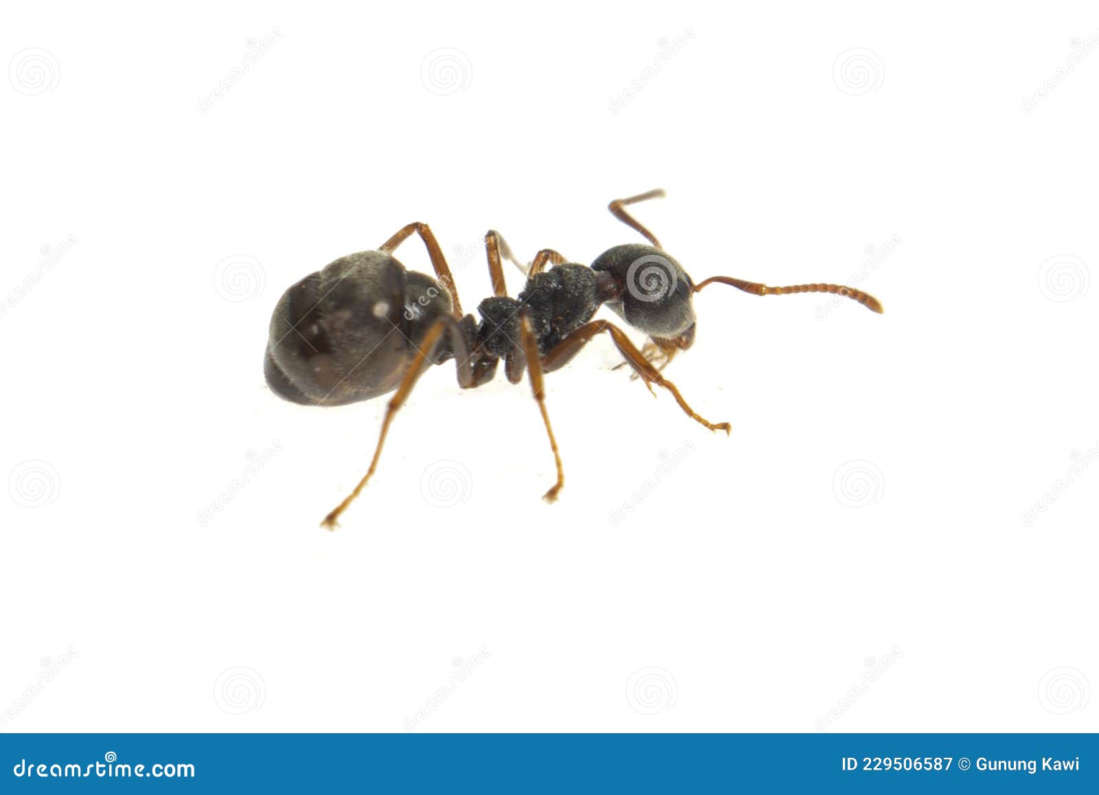 Ant Isolated on White.Formica Rufa Stock Image - Image of black, fauna ...