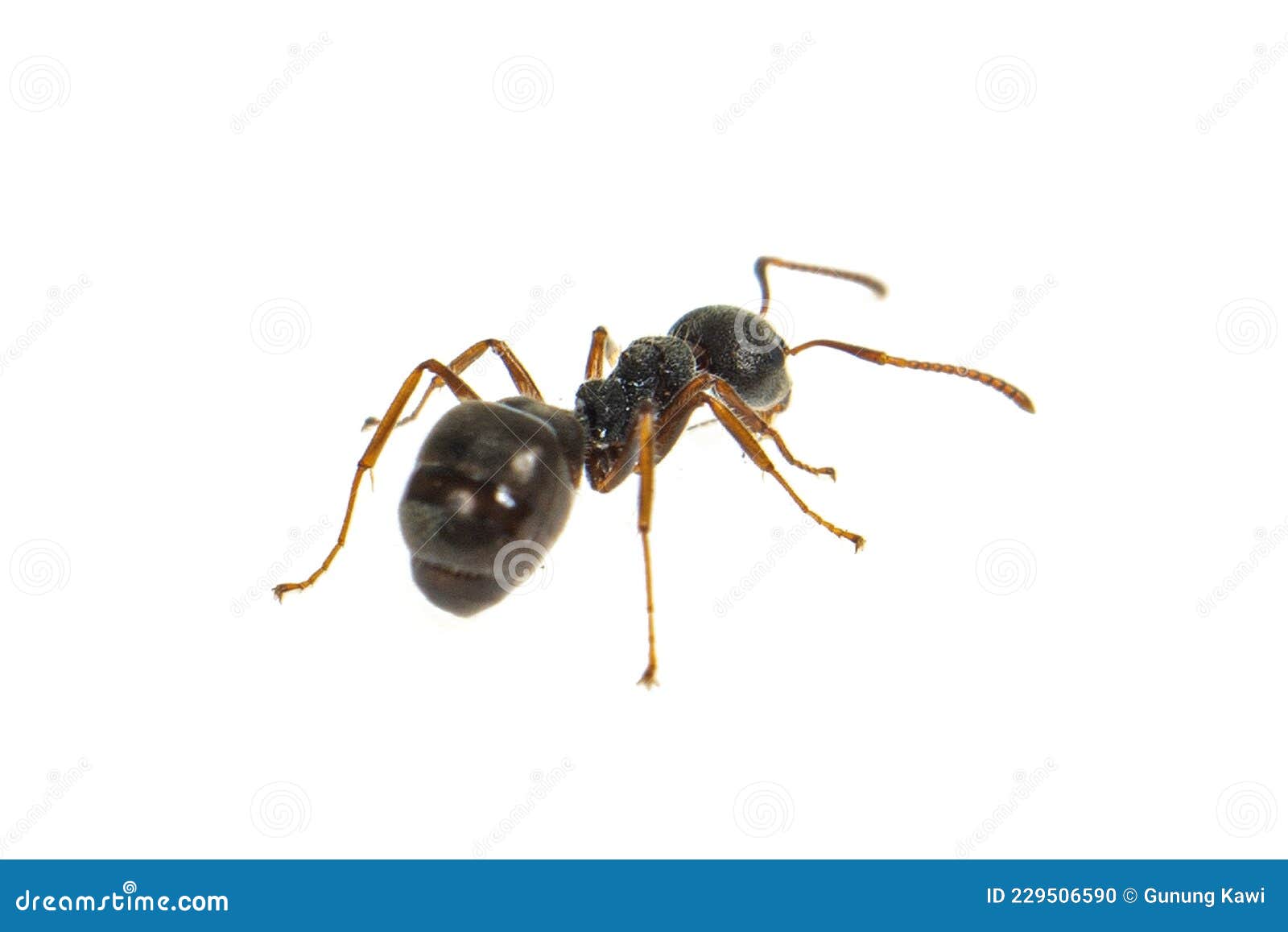 Ant Isolated on White.Formica Rufa Stock Photo - Image of formica ...