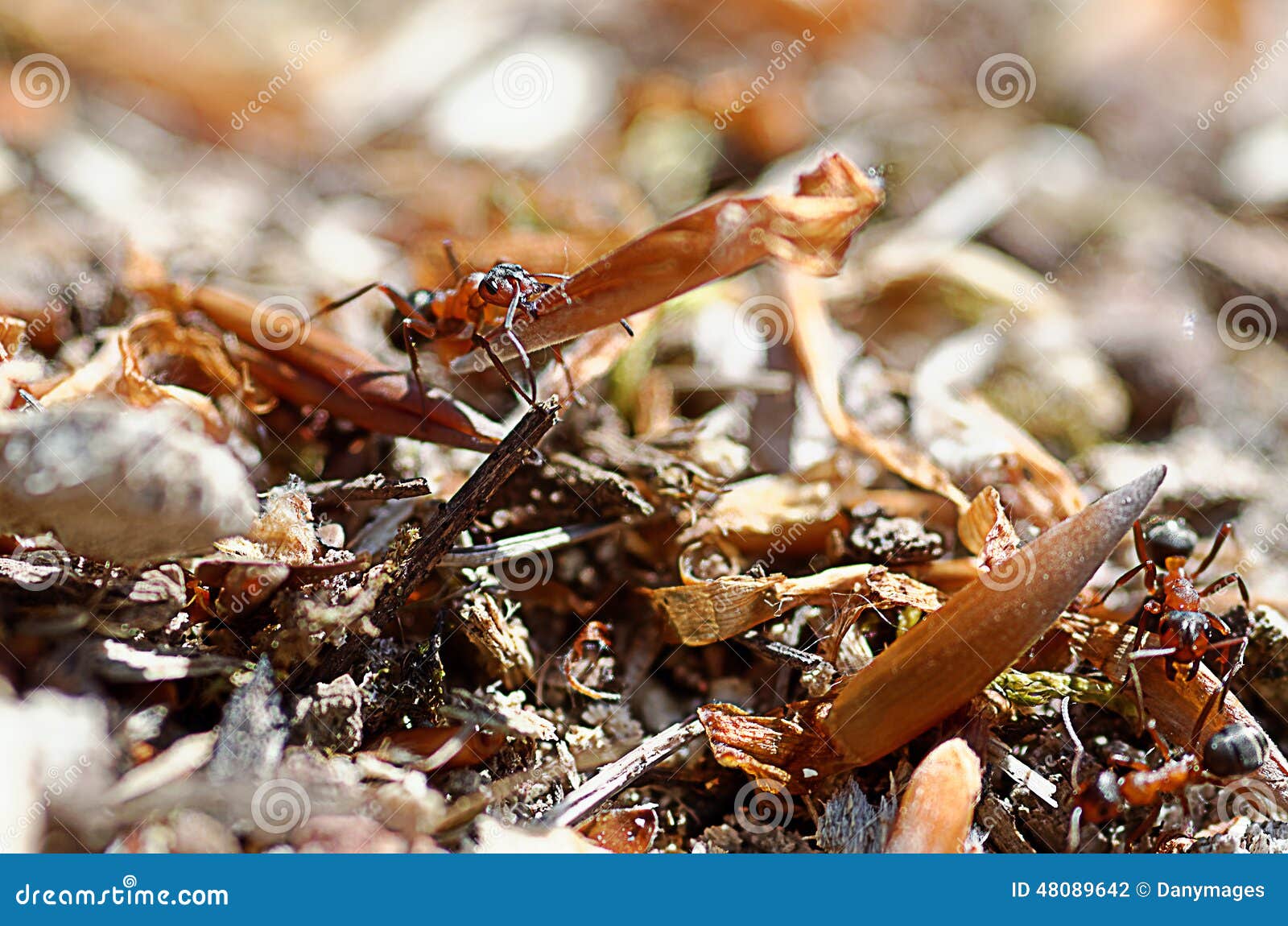 Ant stock photo. Image of macro, insect, worker, wildlife - 48089642