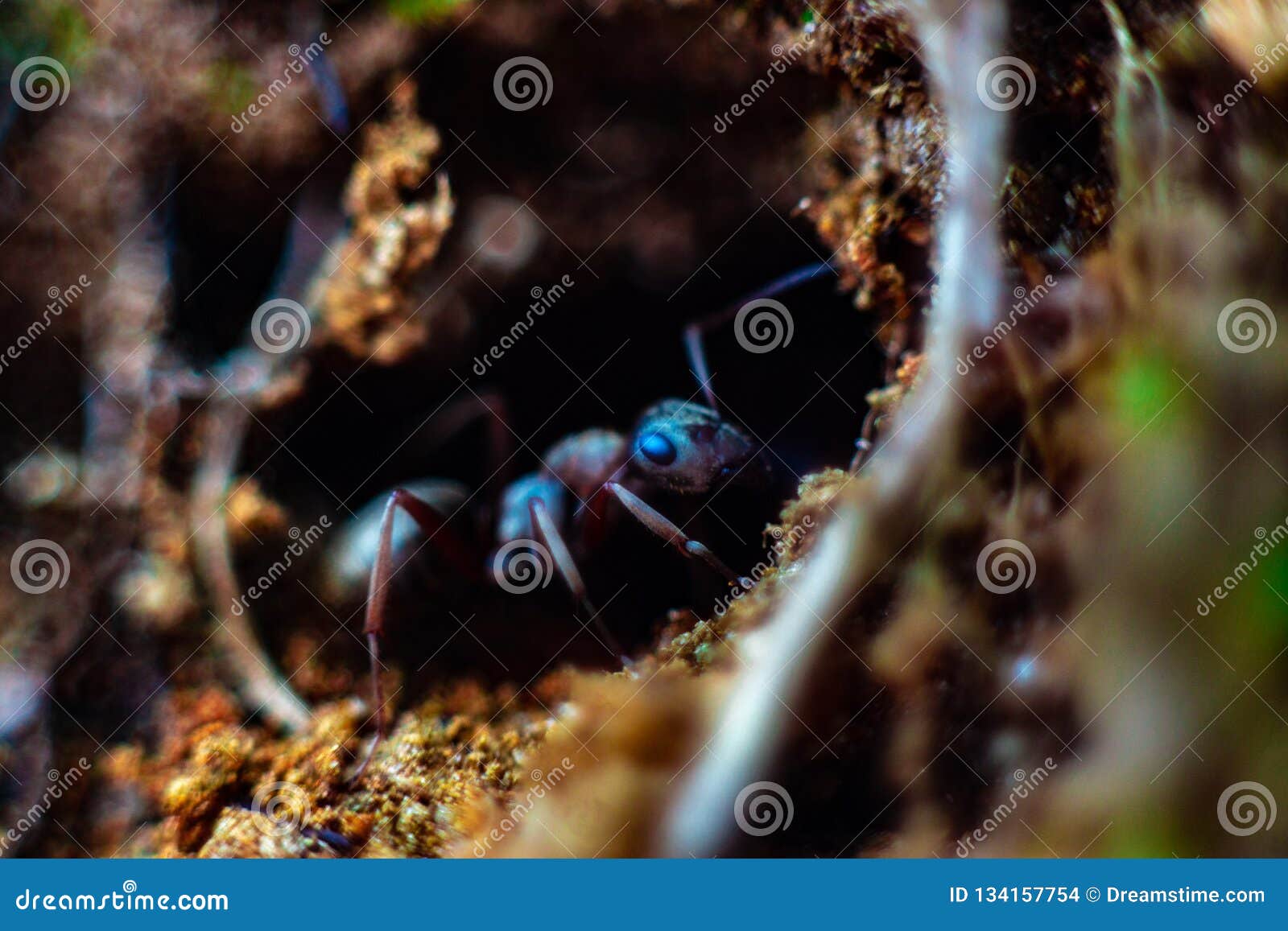 Ant in its home stock photo. Image of look, worker, lense - 134157754