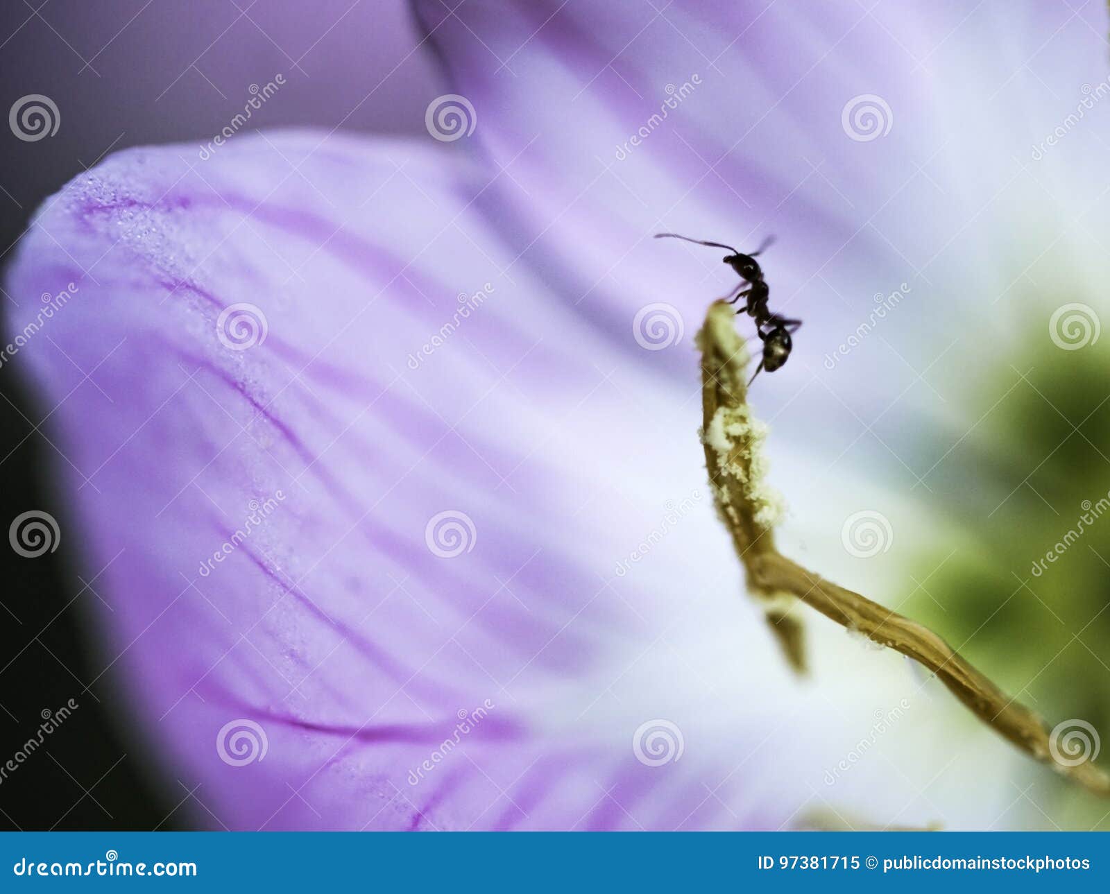 Ant King Picture. Image: 97381715