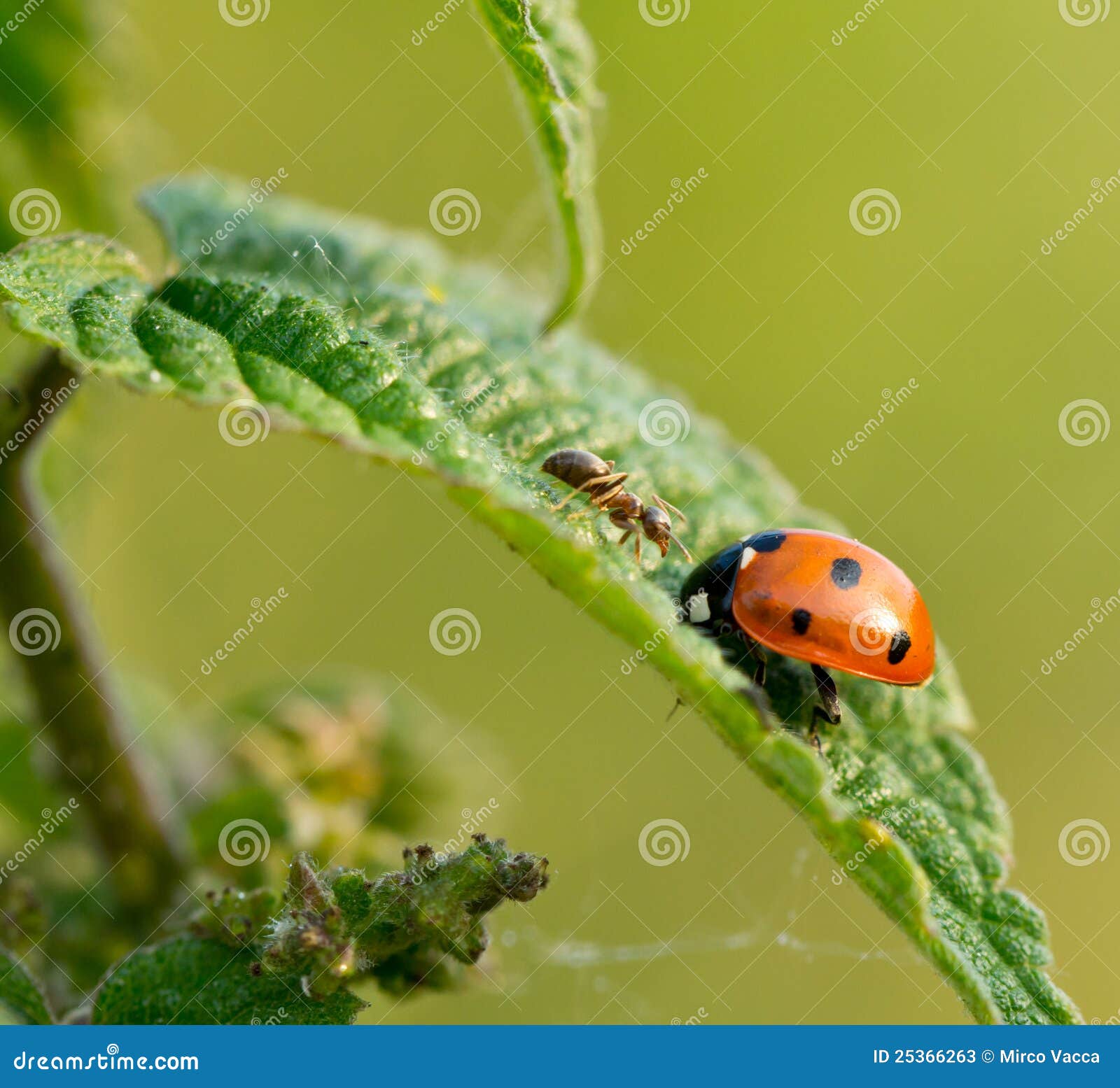 Ant and ladybird stock image. Image of nature, leaf, coccinellidae ...