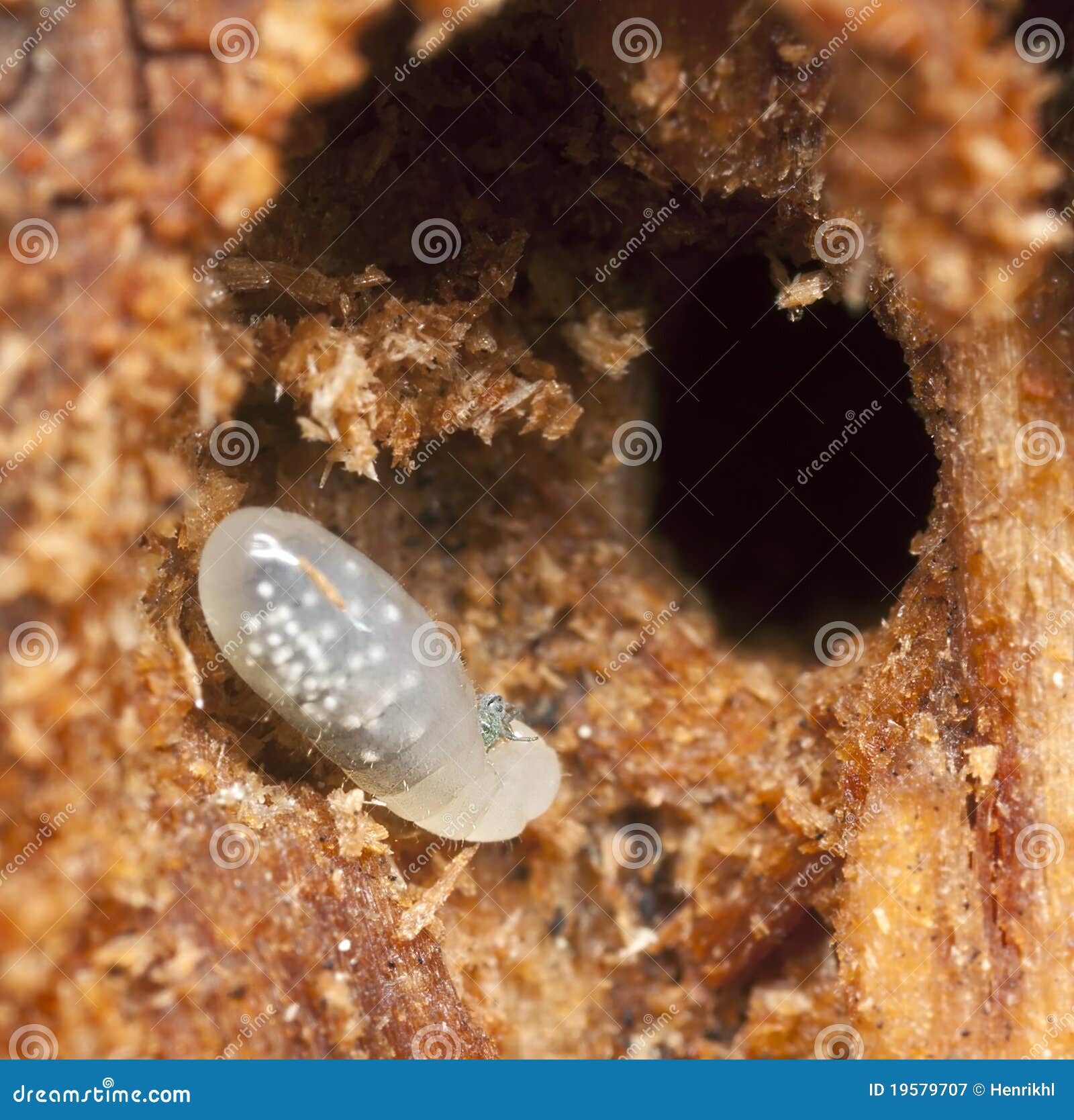 Ant Larva, Extreme Close Up Stock Image - Image of formica, black: 19579707
