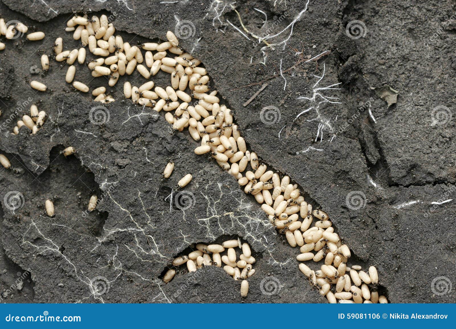 Ant larvae stock photo. Image of eggs, white, passages - 59081106