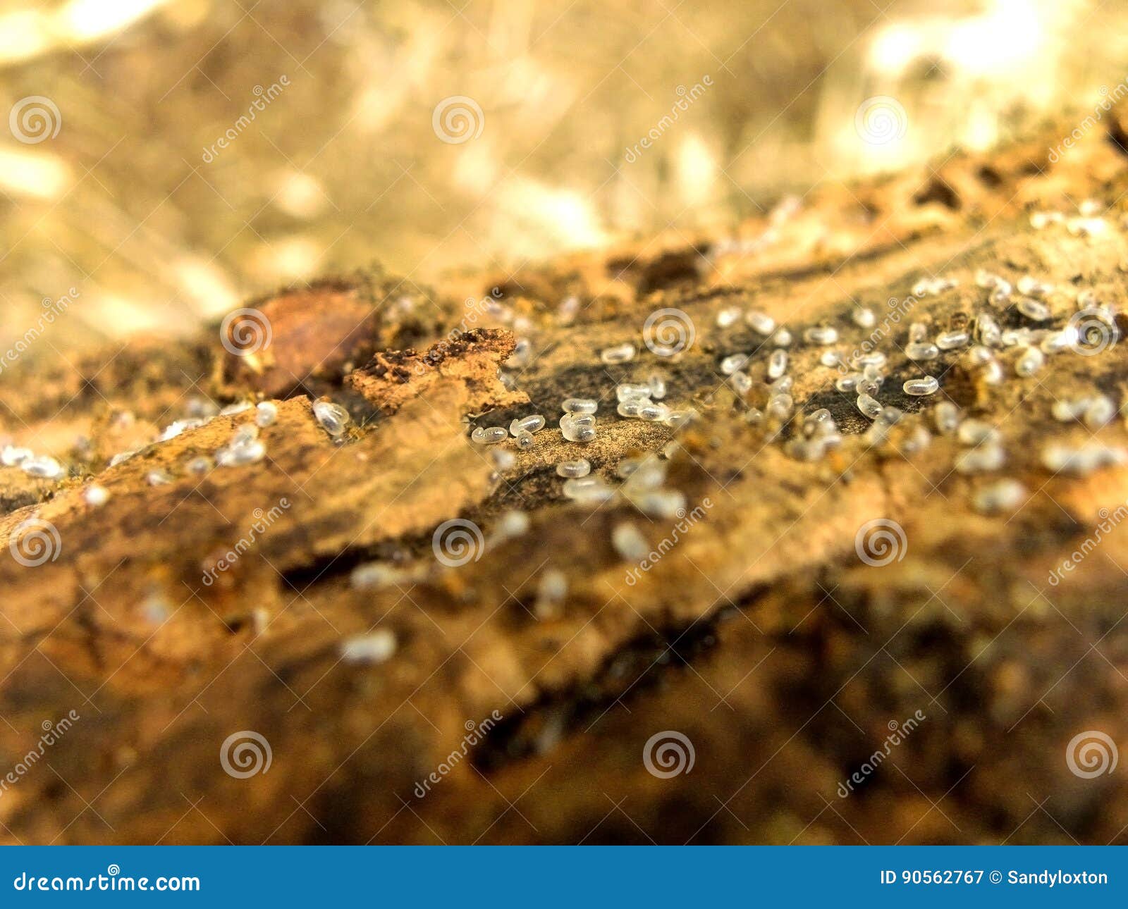 Ant Larvae 1 stock image. Image of nest, south, garden - 90562767
