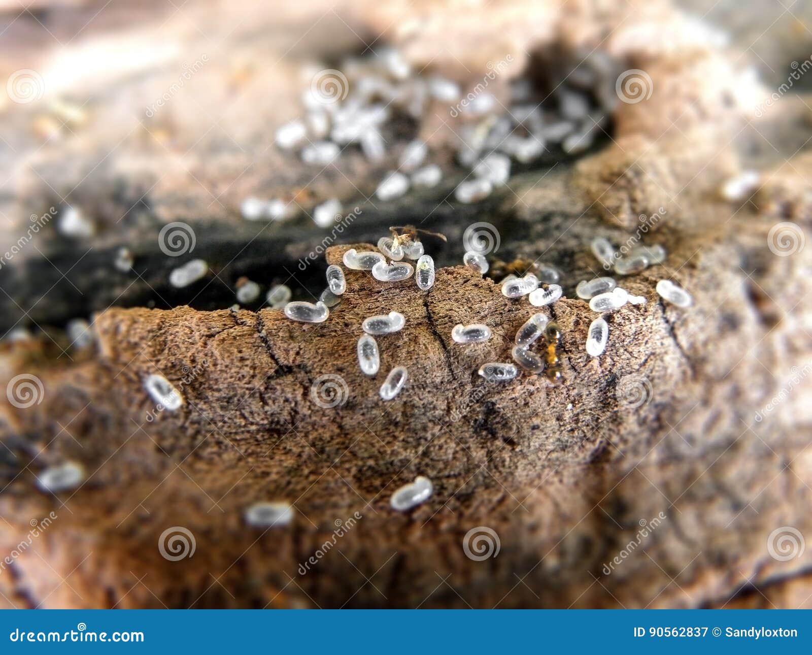 Ant Larvae 3 stock image. Image of baby, nests, insects - 90562837