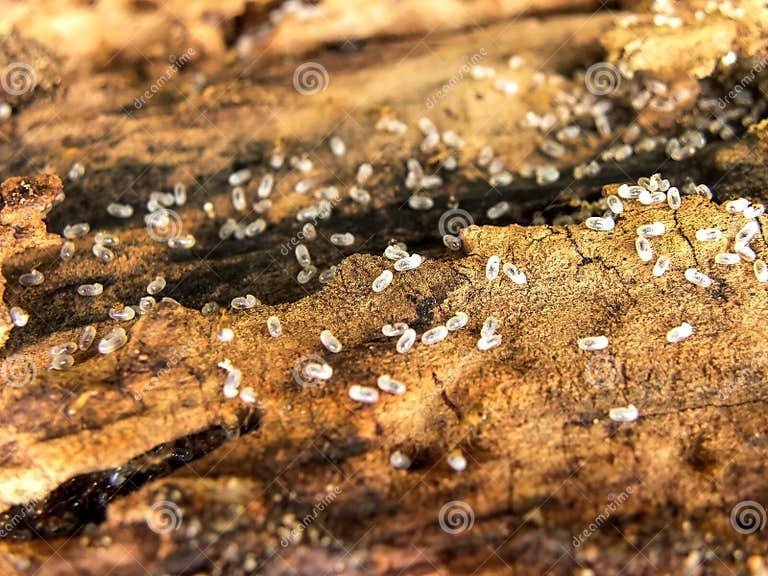 Ant Larvae 2 stock image. Image of insect, ants, african - 90562871