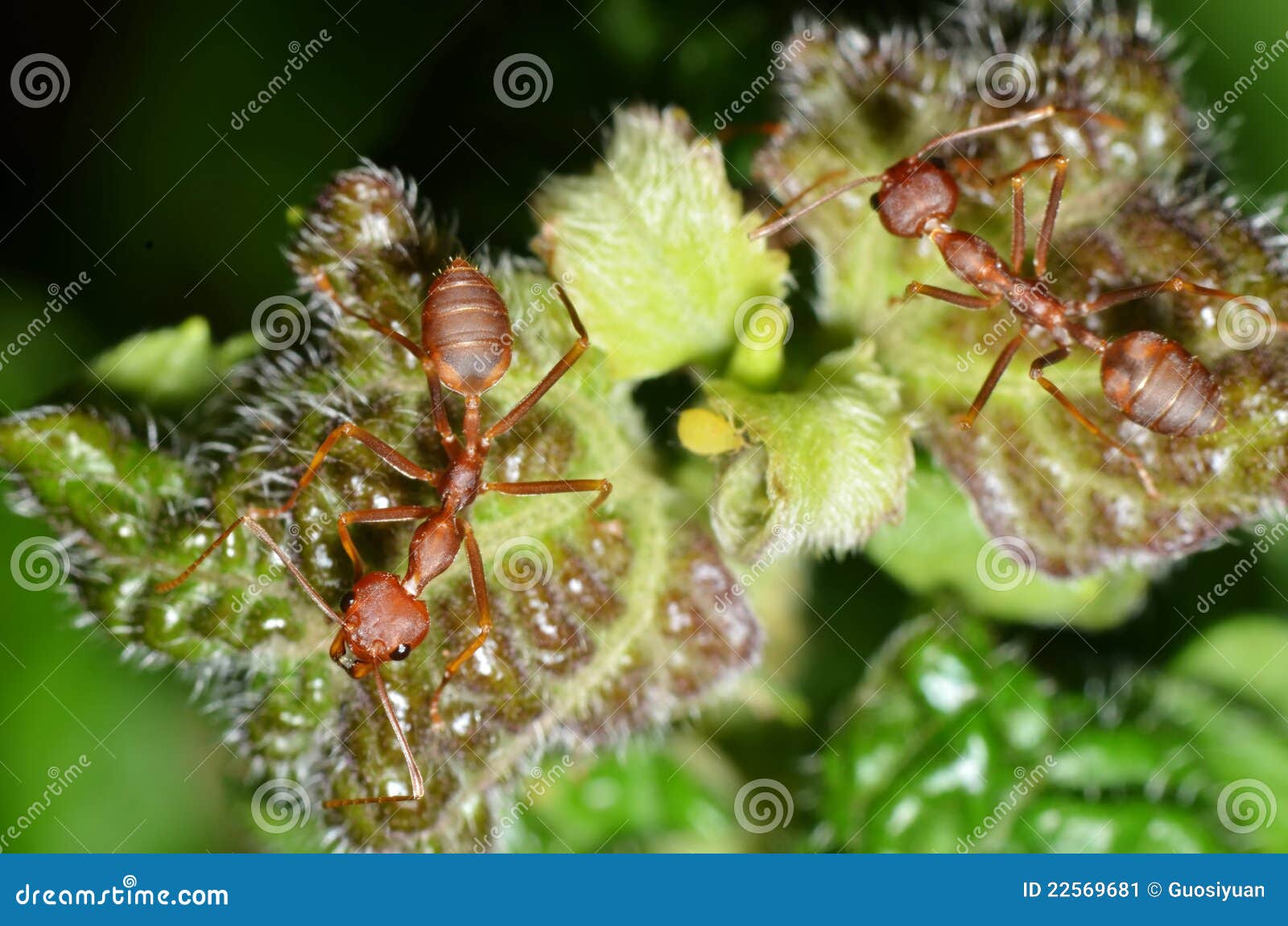 Ant on leaf stock image. Image of grass, flash, nature - 22569681