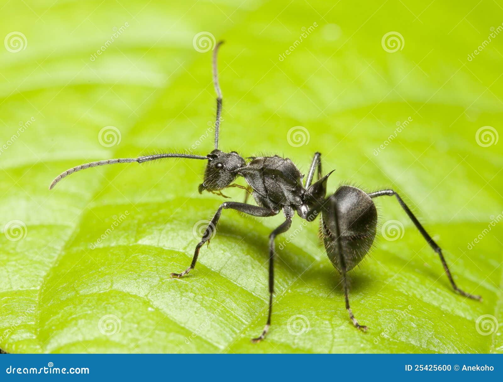 Ant on a leaf stock photo. Image of detailed, pest, colony - 25425600